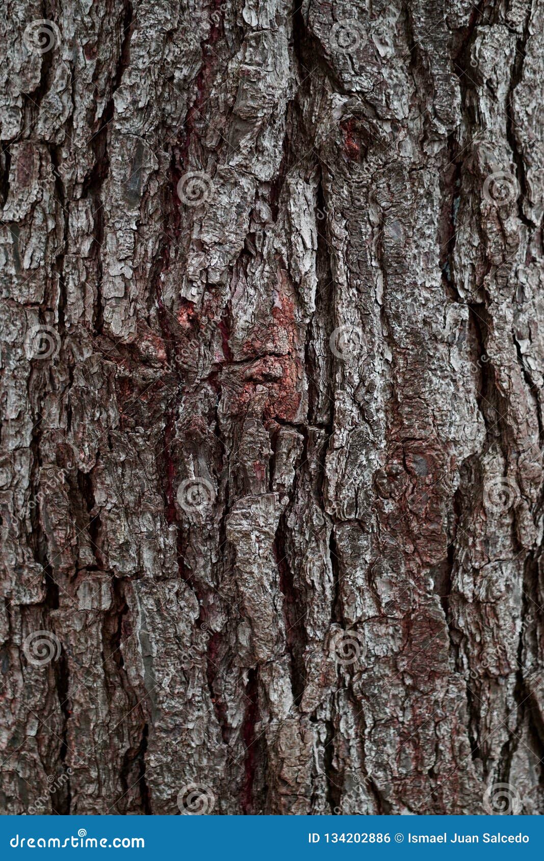 The Abstract Tree Trunk Texture Stock Photo - Image of abandoned, ruins ...