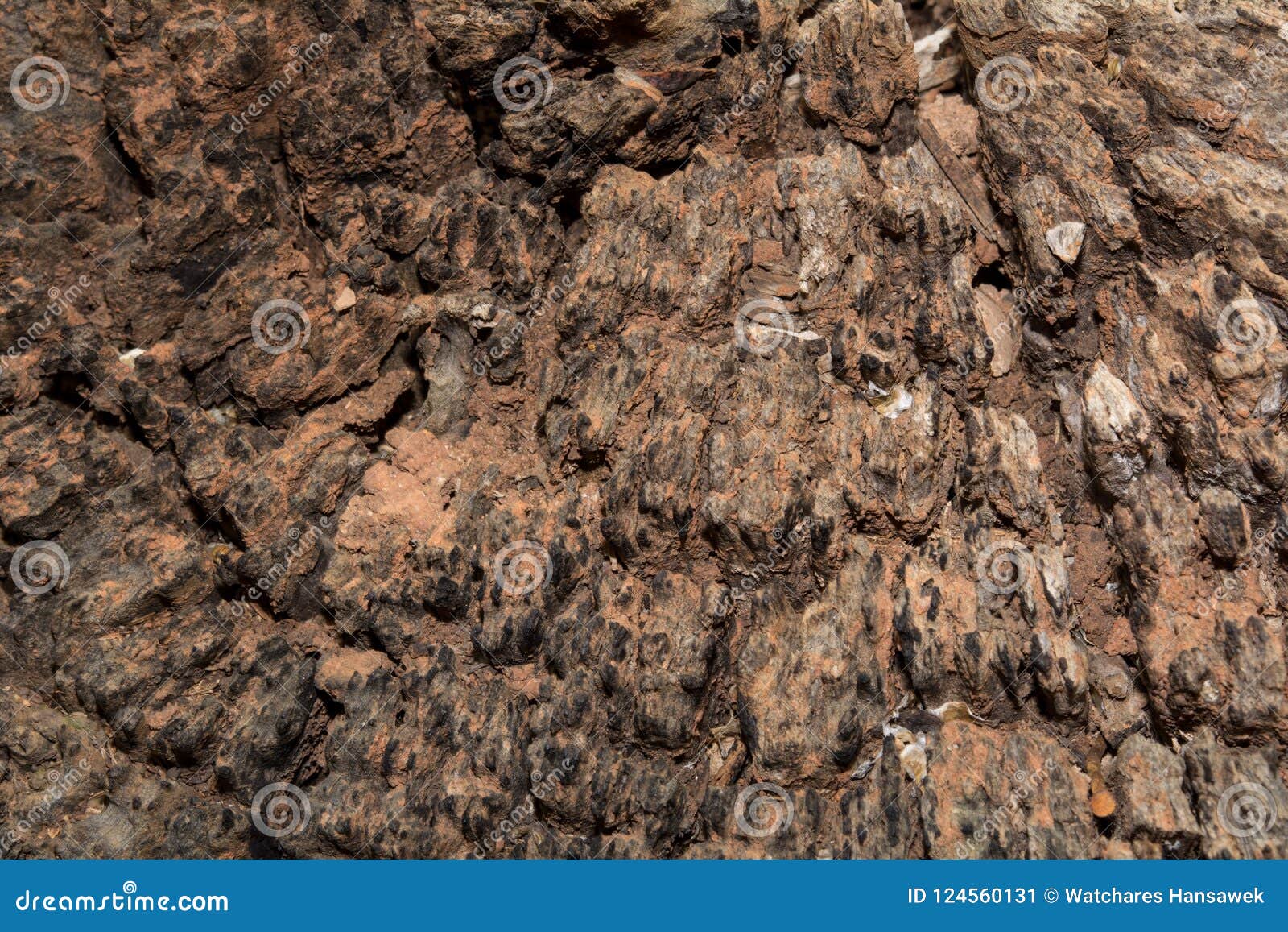 Abstract from the Tree Trunk, Textures of Tree Trunk, Pattern of Tree ...