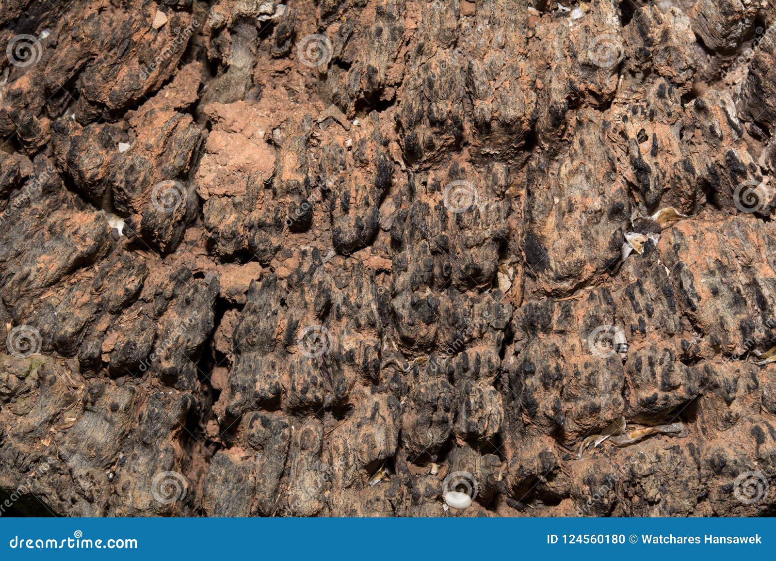 Abstract from the Tree Trunk, Textures of Tree Trunk, Pattern of Tree ...