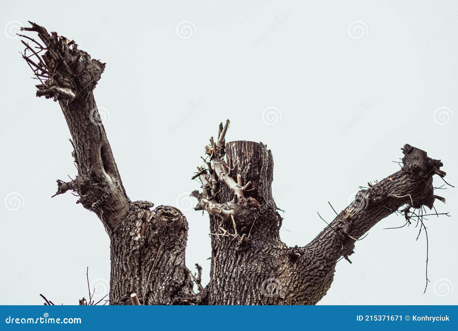 Abstract tree trunk stock image. Image of design, fall - 215371671