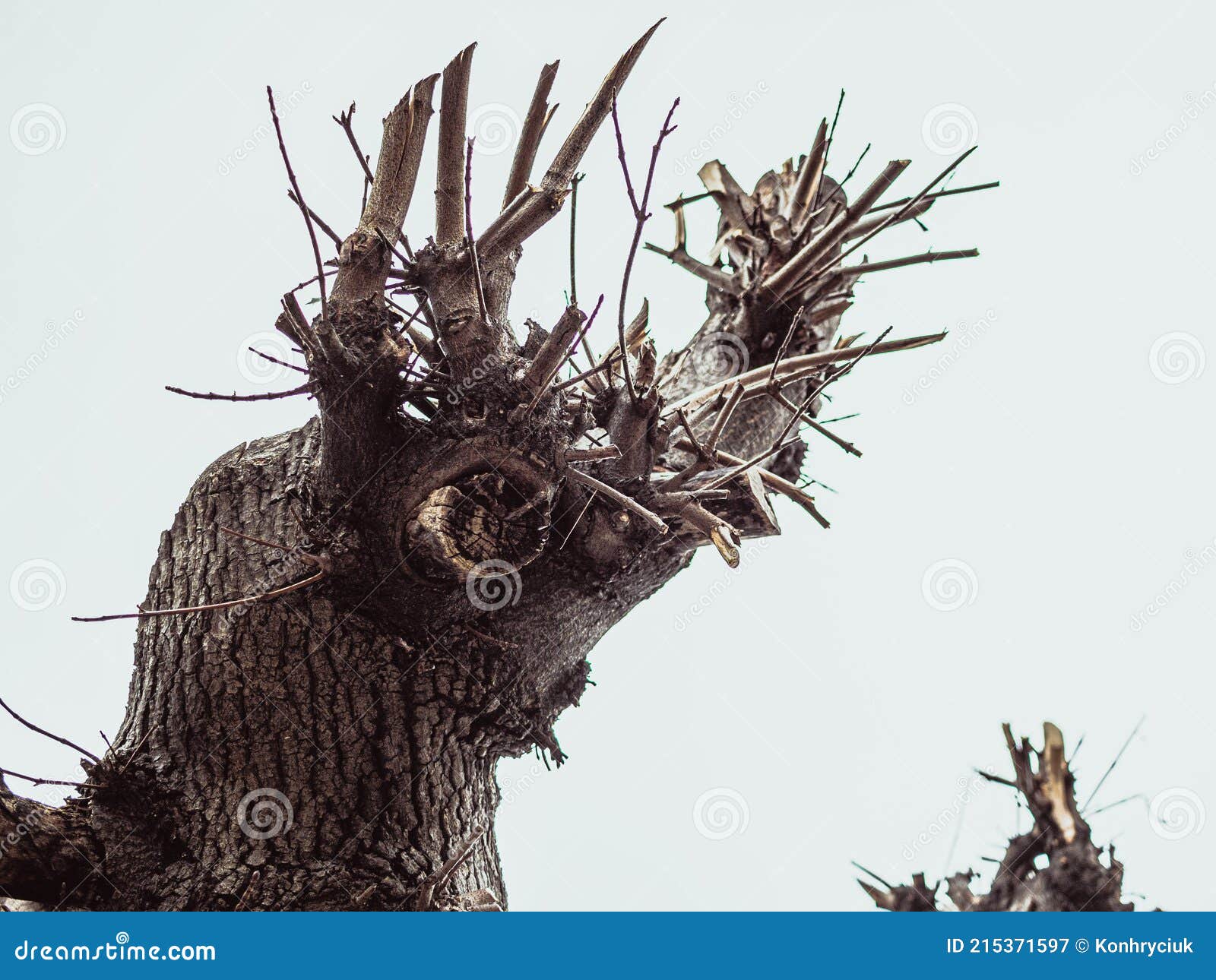 Abstract tree trunk stock image. Image of chest, element - 215371597