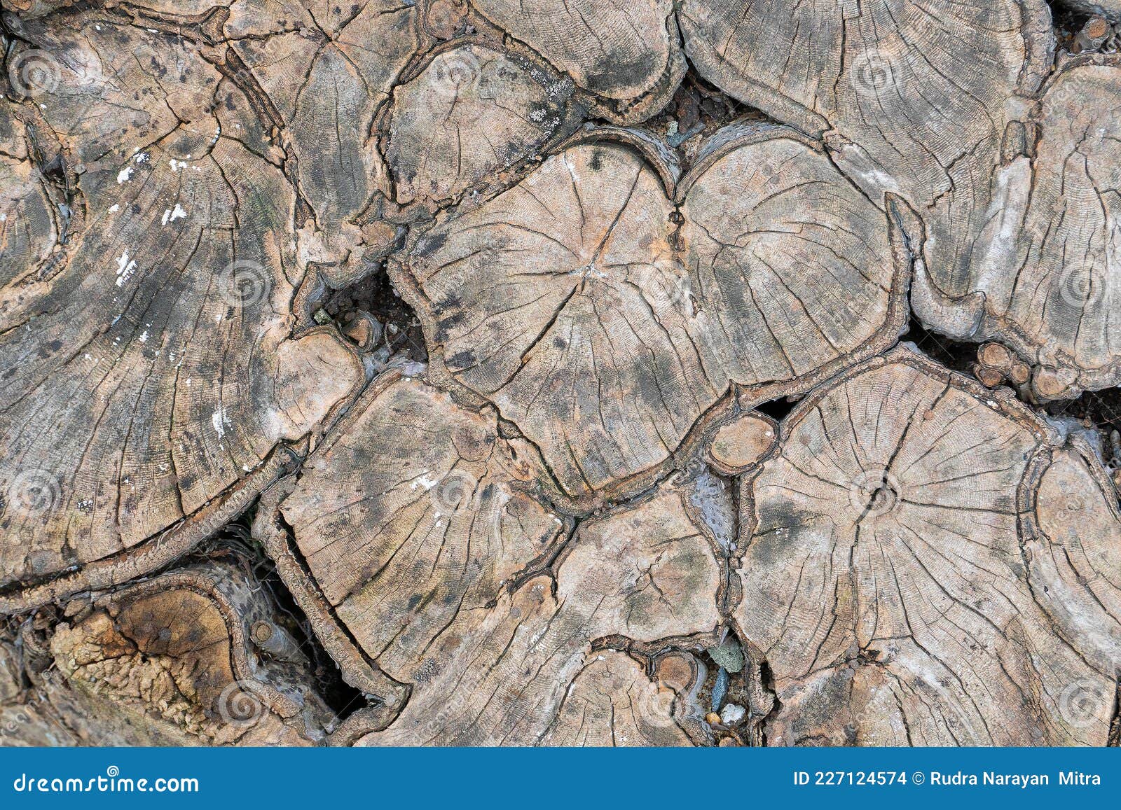 Abstract Tree Trunk Wood Texture. Natural Background Stock Photo ...