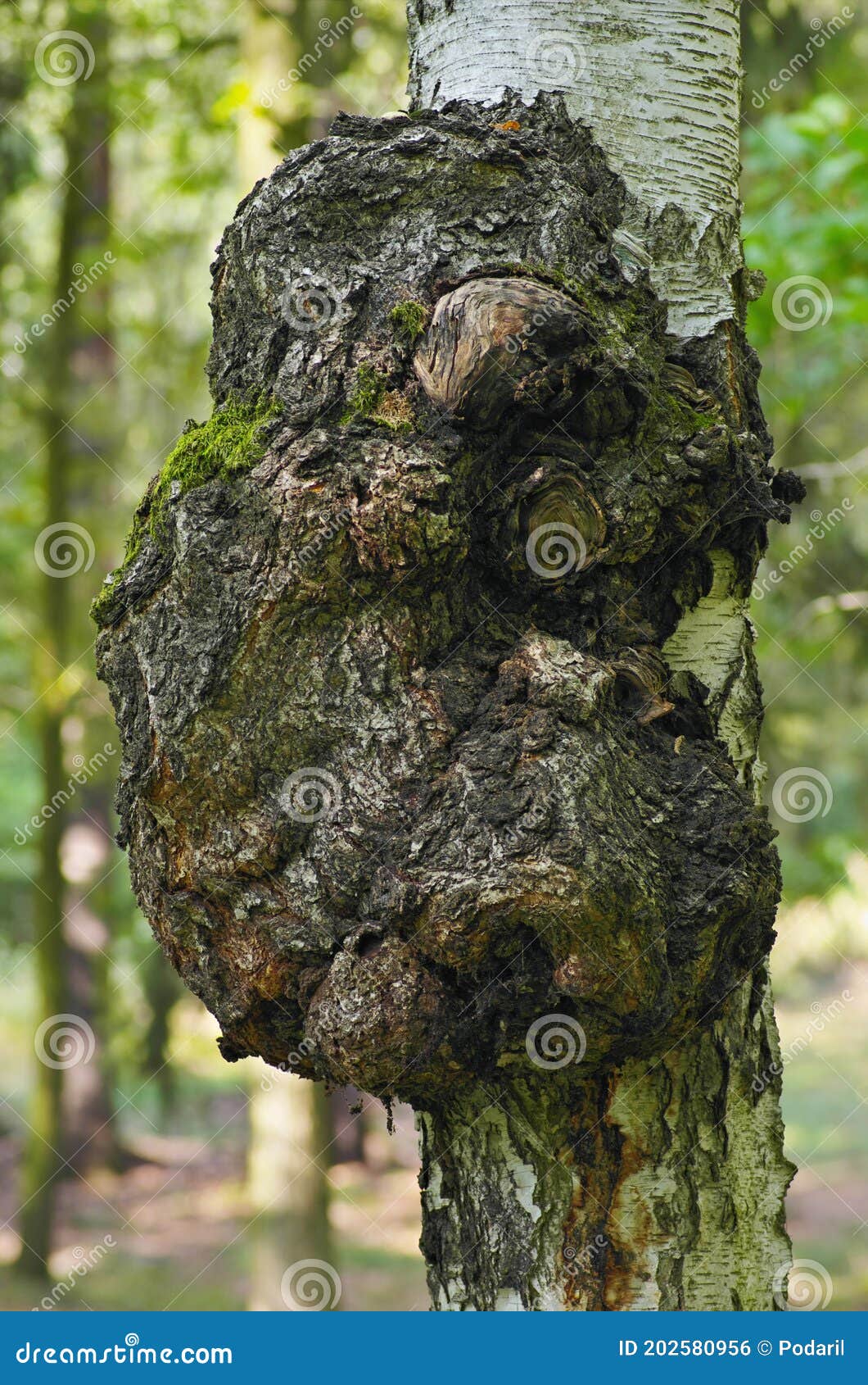 Oak Tree Growth Tumors