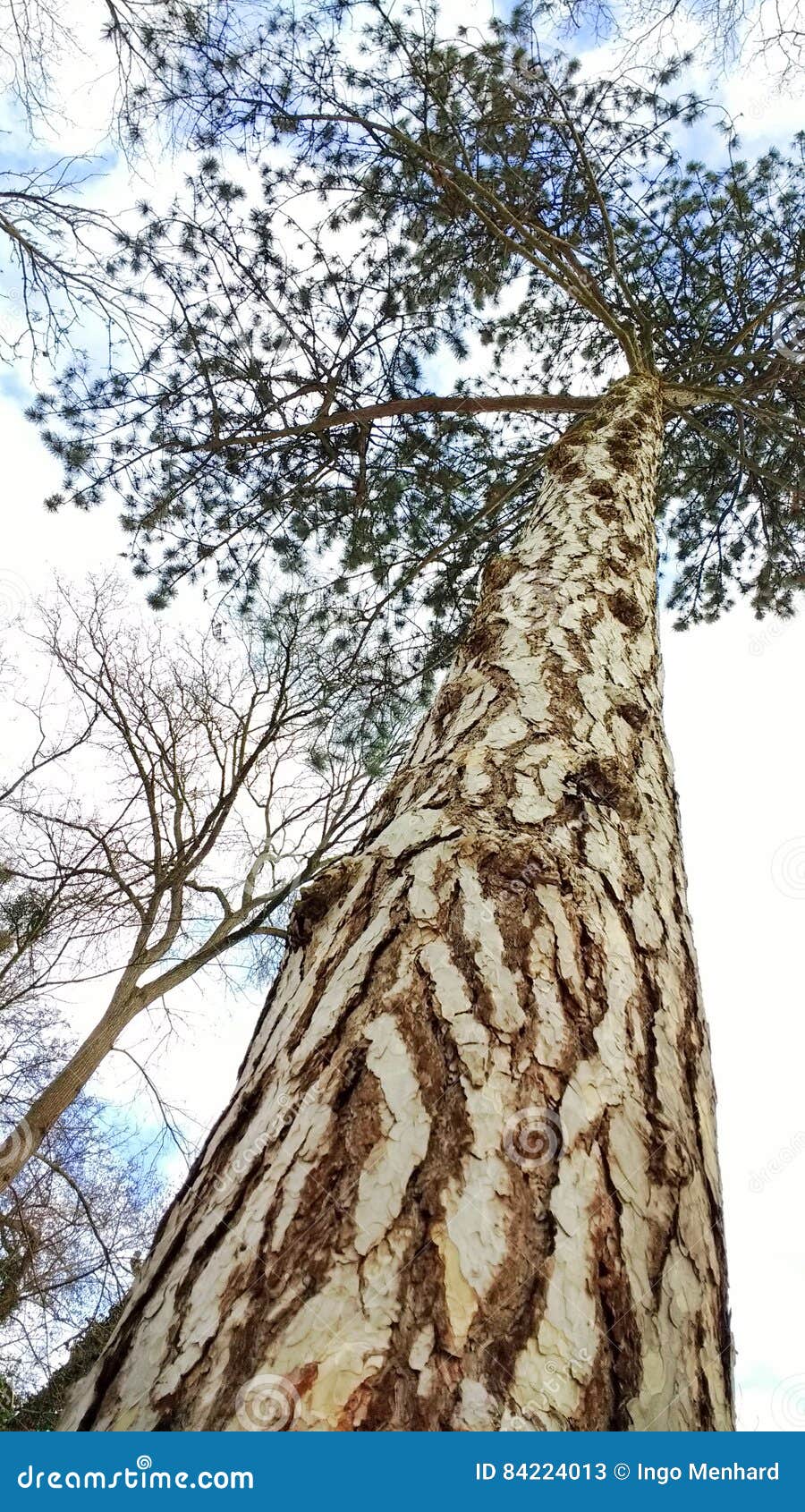 Abstract Tree in a Very Special and Different Perspective Stock Image ...