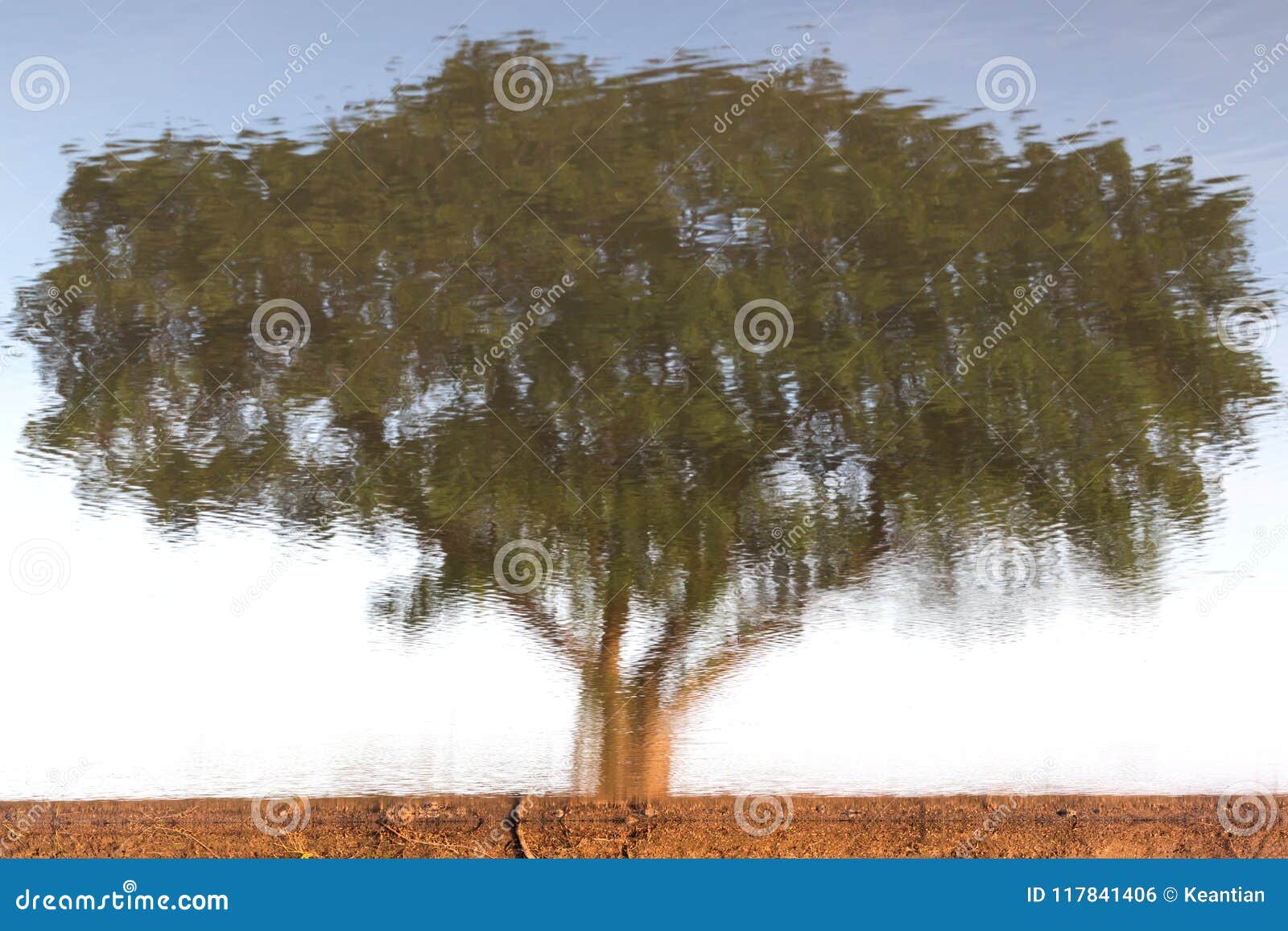 Abstract Tree in Water Reflection. Stock Photo - Image of rural, canal ...