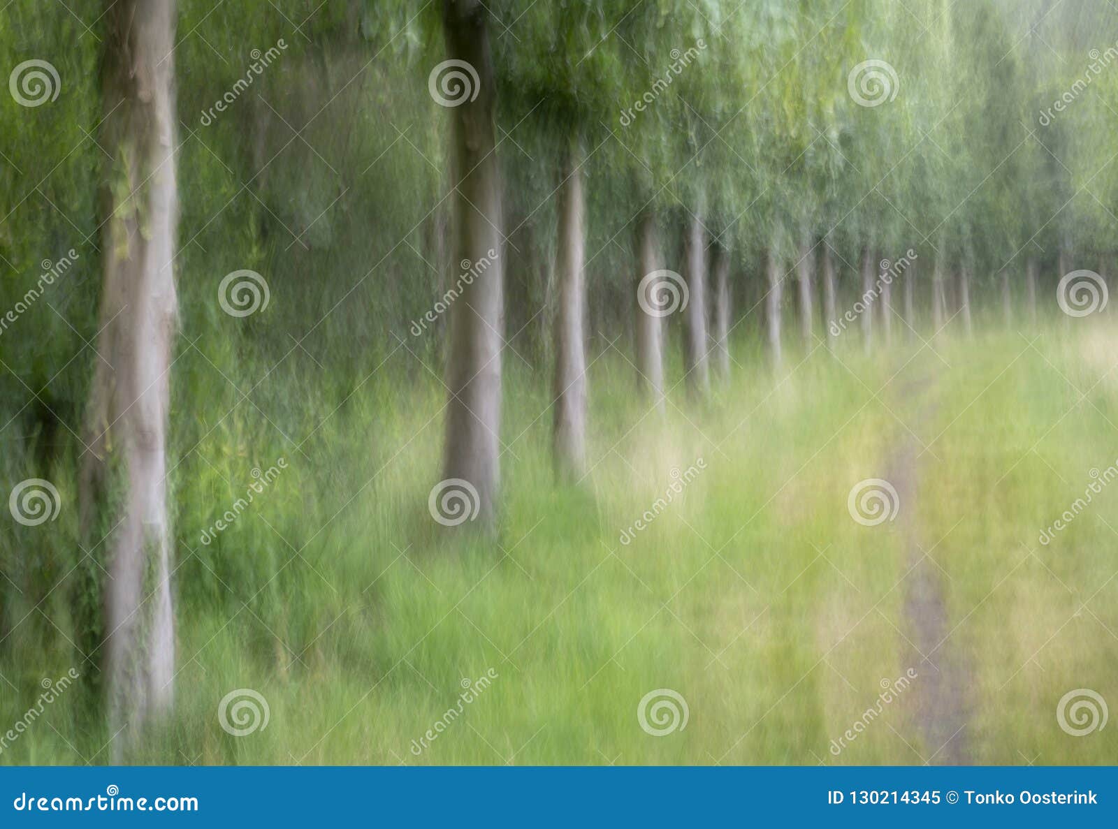 Abstract trees in a forest stock image. Image of outdoor - 130214345