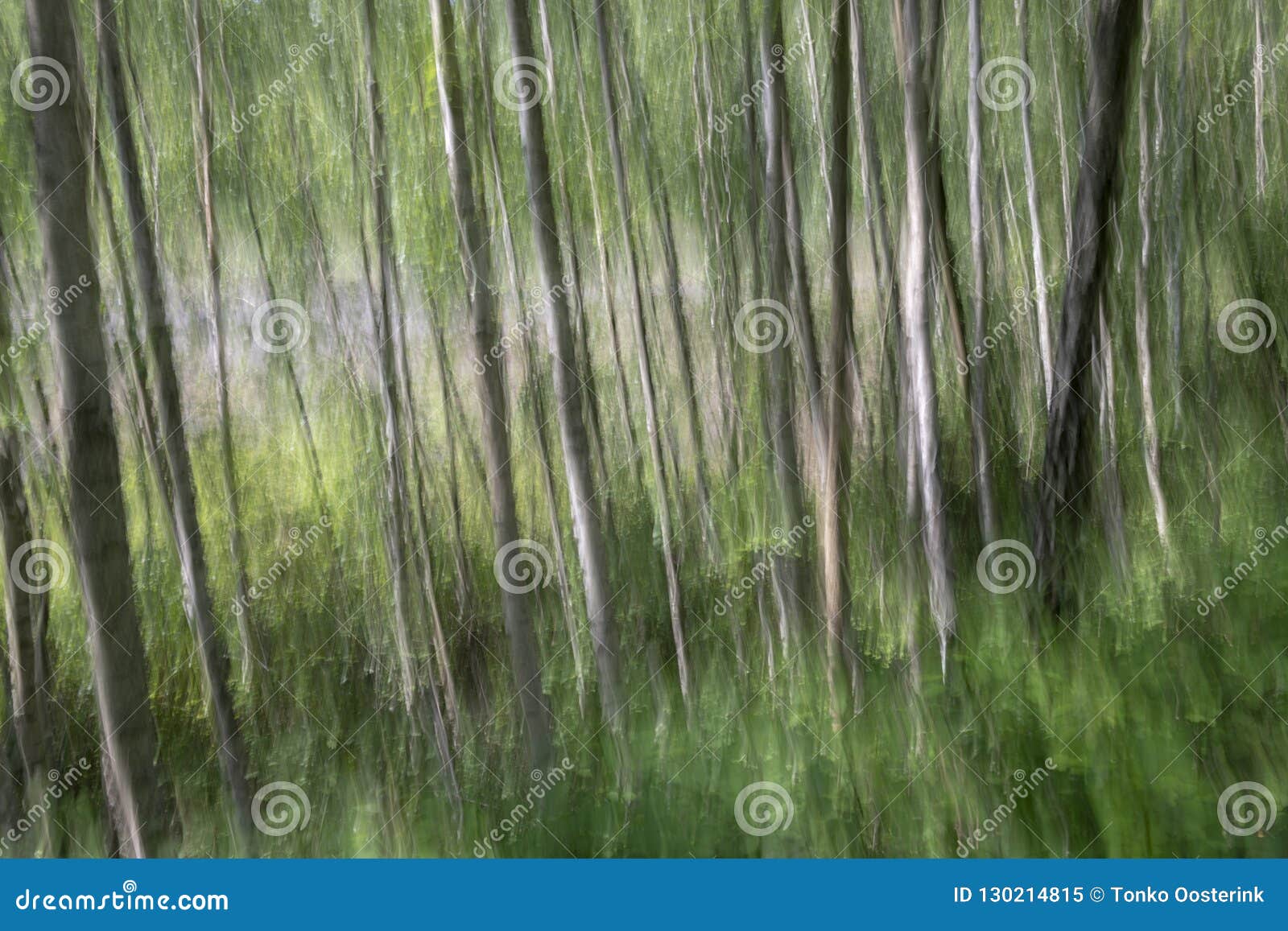 Abstract trees in a forest stock image. Image of figurative - 130214815