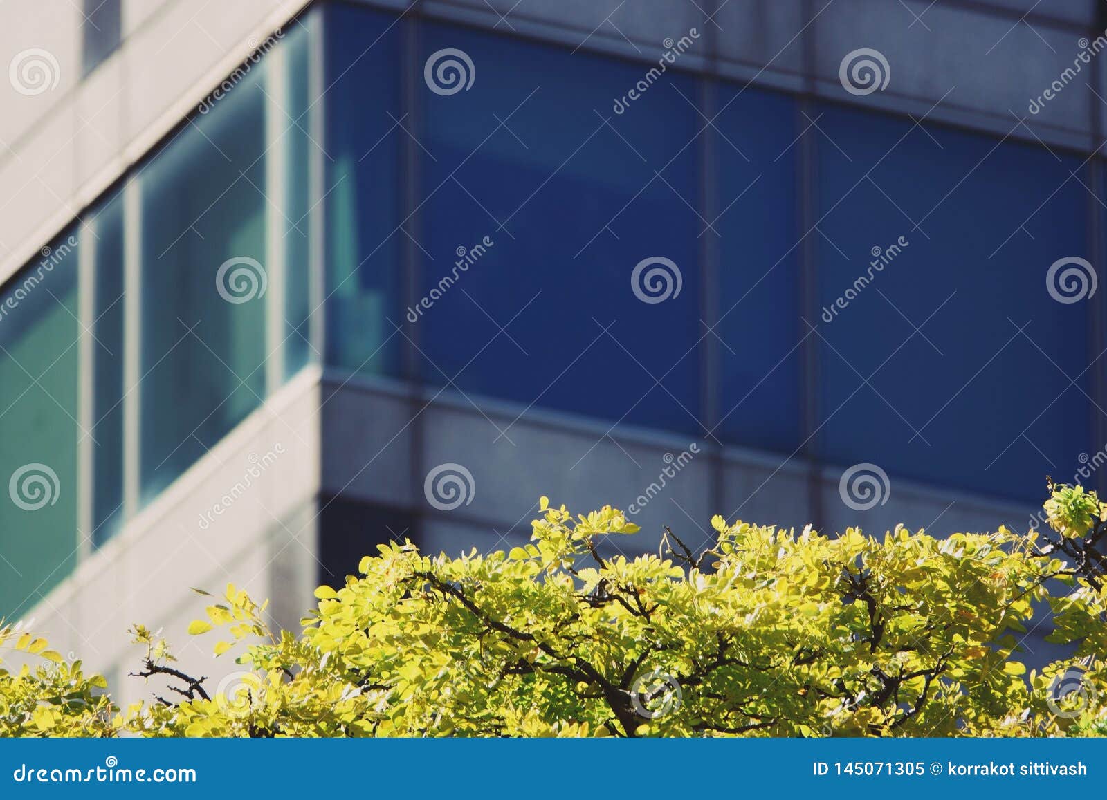 Abstract Trees in Front of the Window Office Building Stock Image ...