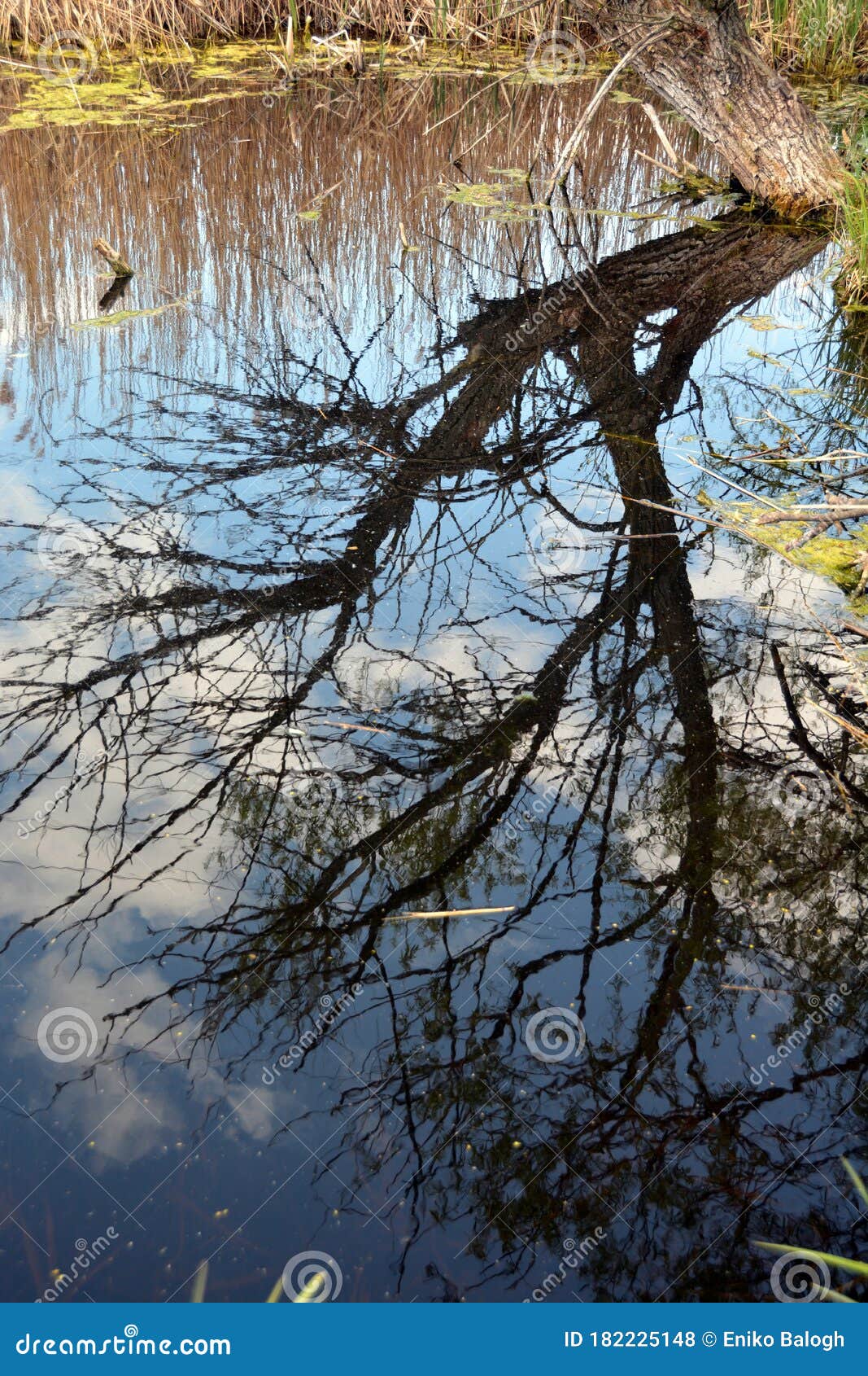 Abstract Trees Reflection on a Small Pond Stock Photo - Image of cold ...