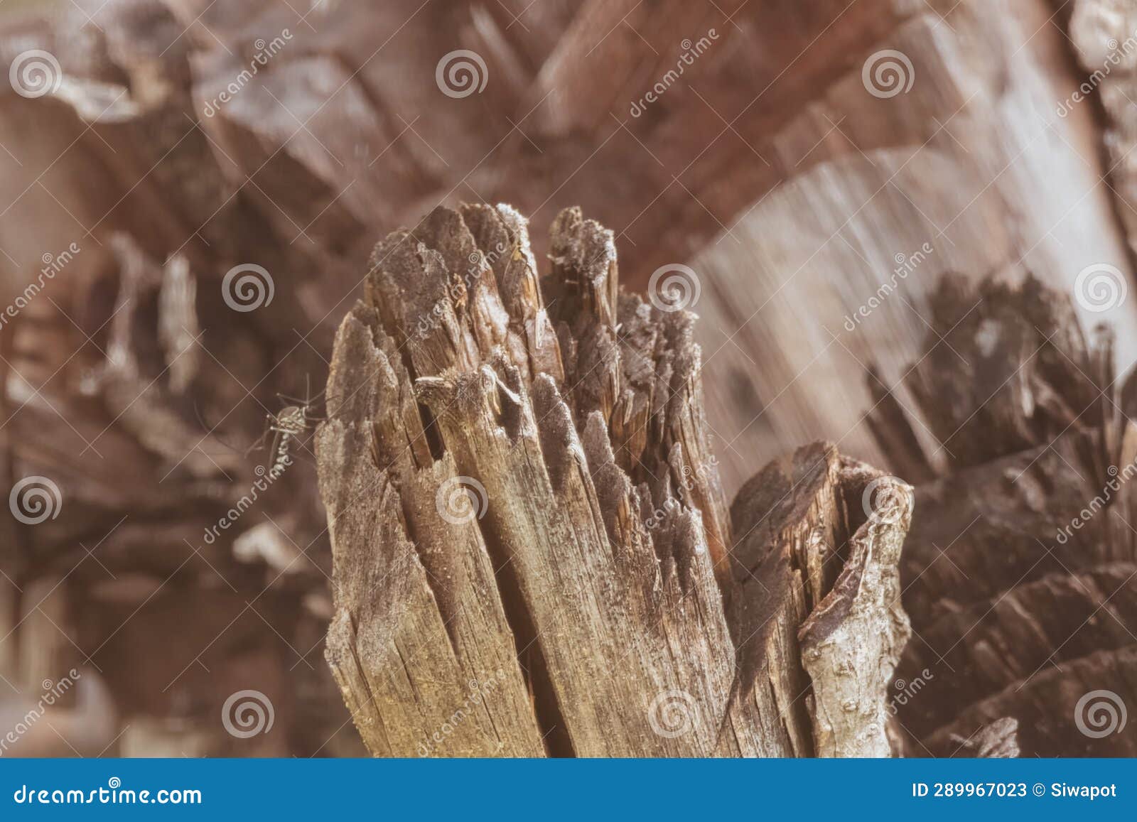 Abstract Tropical Tree Stump on Natural Light Stock Image - Image of ...