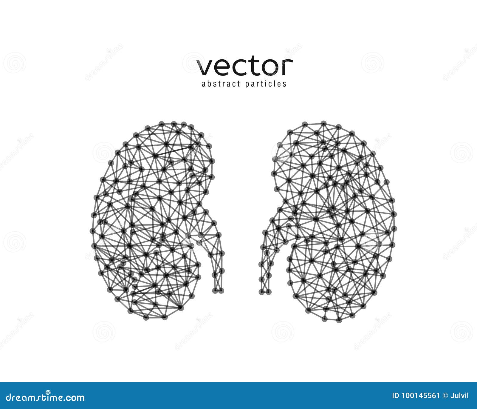 Abstract Vector Illustration of Human Kidneys. Stock Vector ...