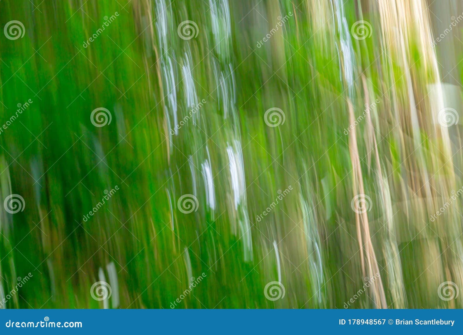 Abstract Vertical Blur Forest Stock Image - Image of bush, outdoors ...