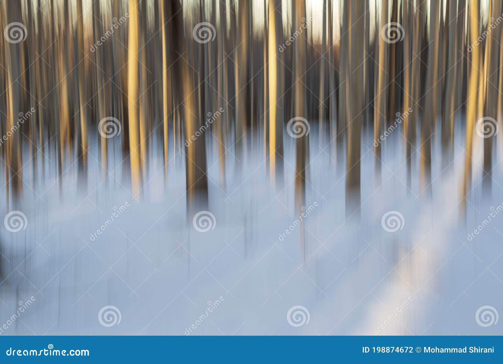 Abstract View of a Birch Forest Stock Photo - Image of color, gradients ...