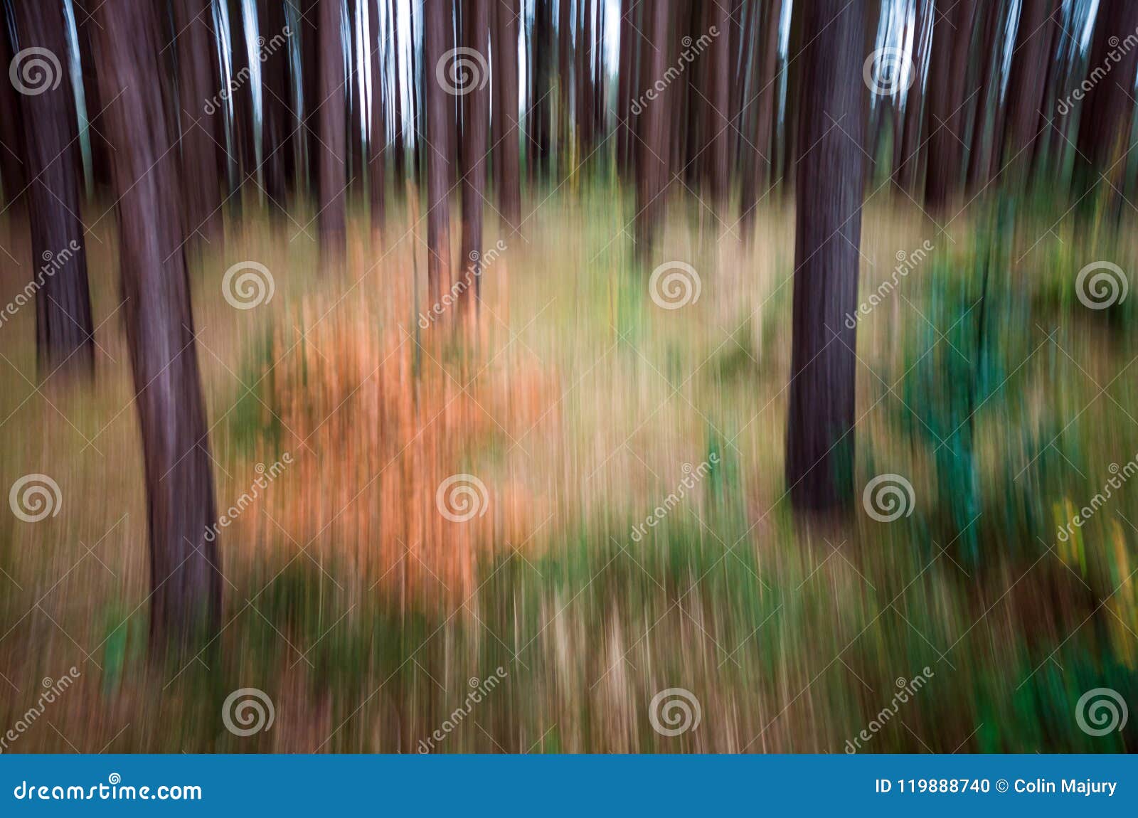Trees in motion stock photo. Image of wallpaper, movement - 119888740