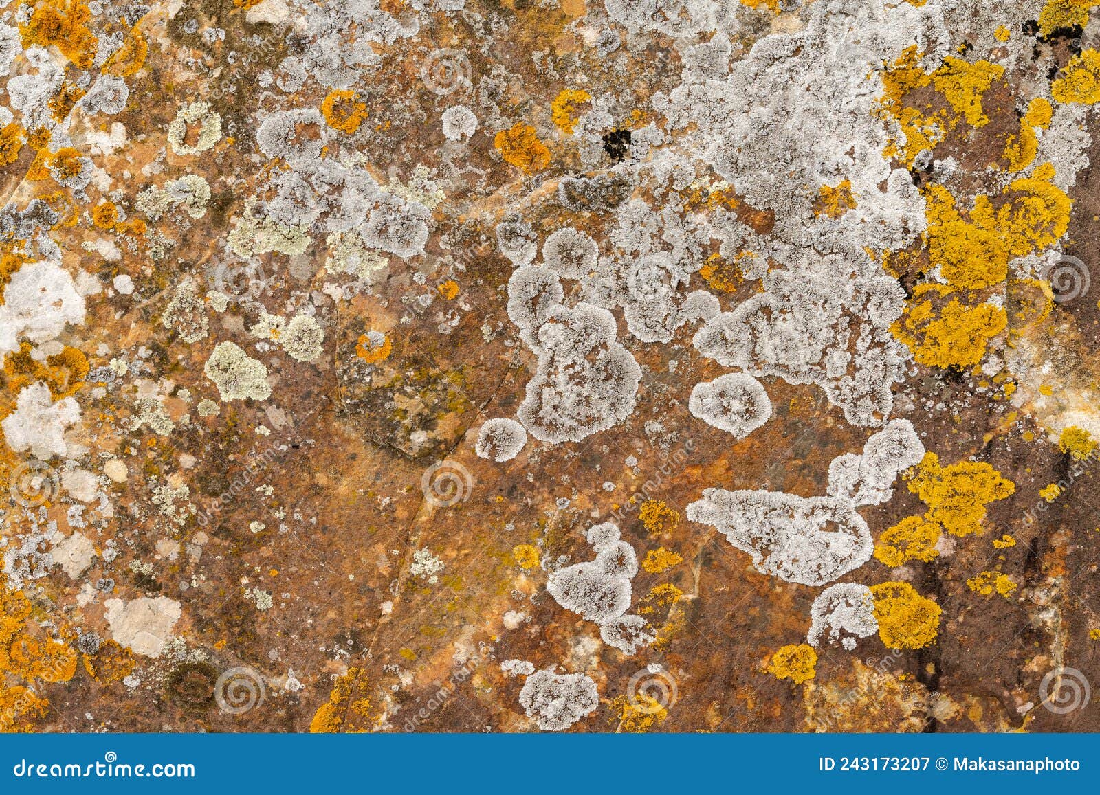 Abstract View of Granite Rock with Colorful Lichen and Moss Stock Image ...