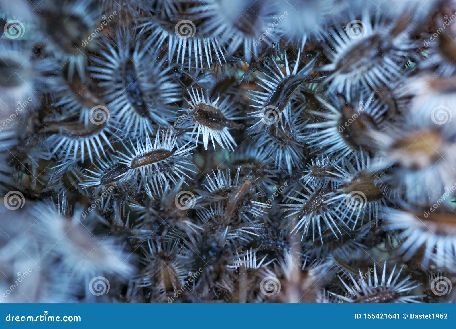 Withered Plant Stock Images - Download 12,387 Royalty Free Photos