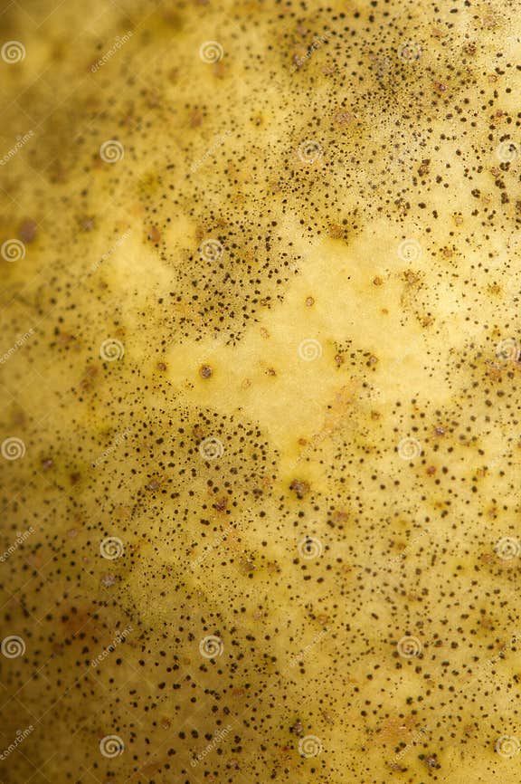 An Abstract View of the Texture of a Potato Stock Image - Image of ...