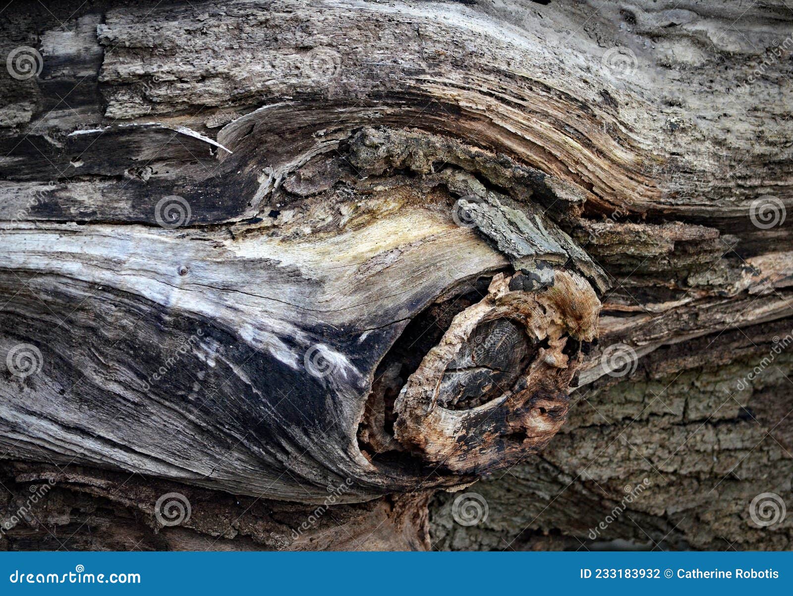 Abstract View of Tree Bark with Interesting Patterns and Textures Stock ...