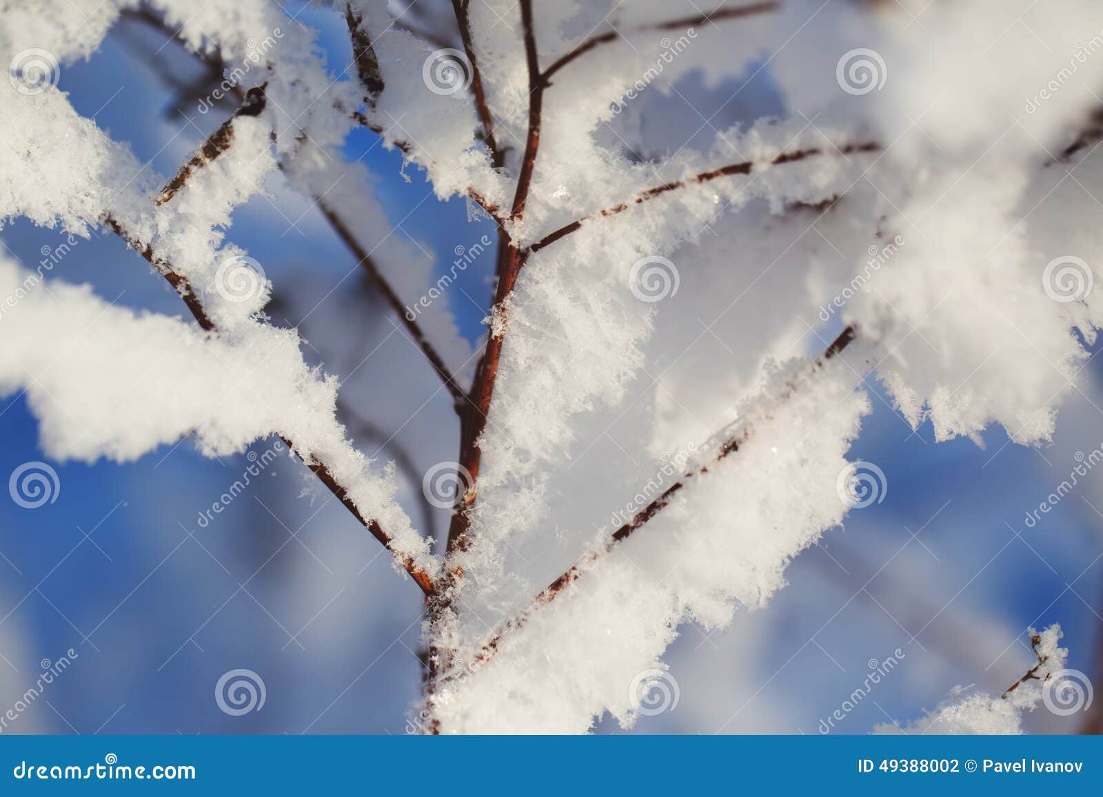 Abstract View of Winter Snow on Tree Branches Stock Photo - Image of ...
