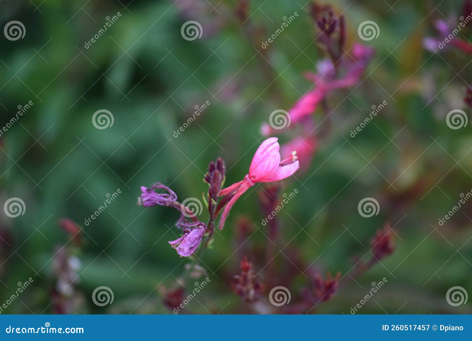 Abstract Views of Pink Flowers in Florida Stock Image - Image of pink ...