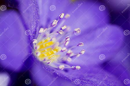 Abstract of the Violet Flower Stock Photo - Image of nature, delicate ...