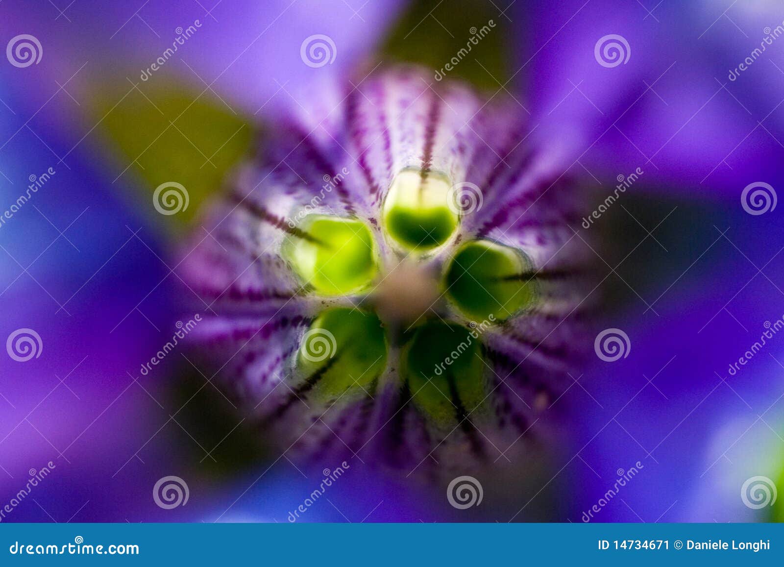 Abstract Violet Flower Macro Stock Image - Image of flower, colorful ...