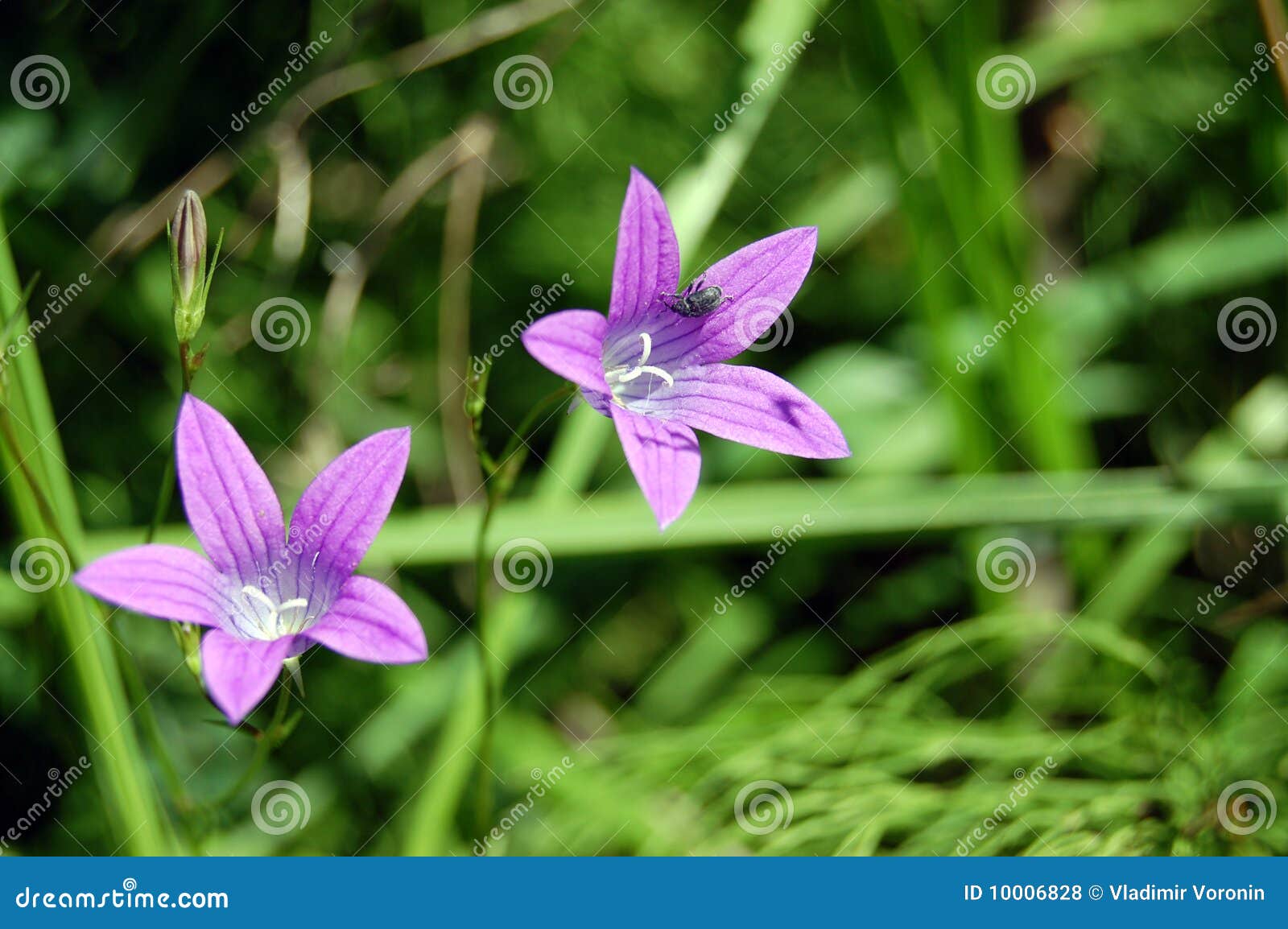 Abstract Violet Flowers on Field Stock Photo - Image of herb, blue ...