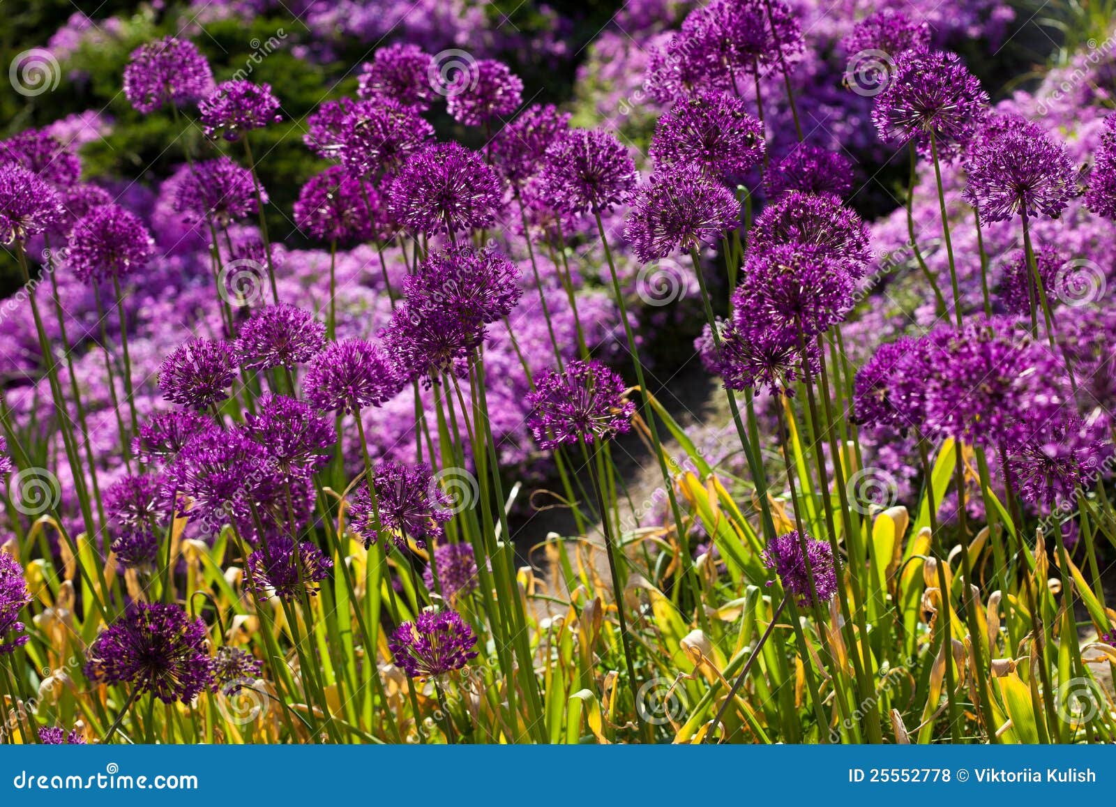Abstract Violet Flowers on Field Stock Photo - Image of field, flora ...