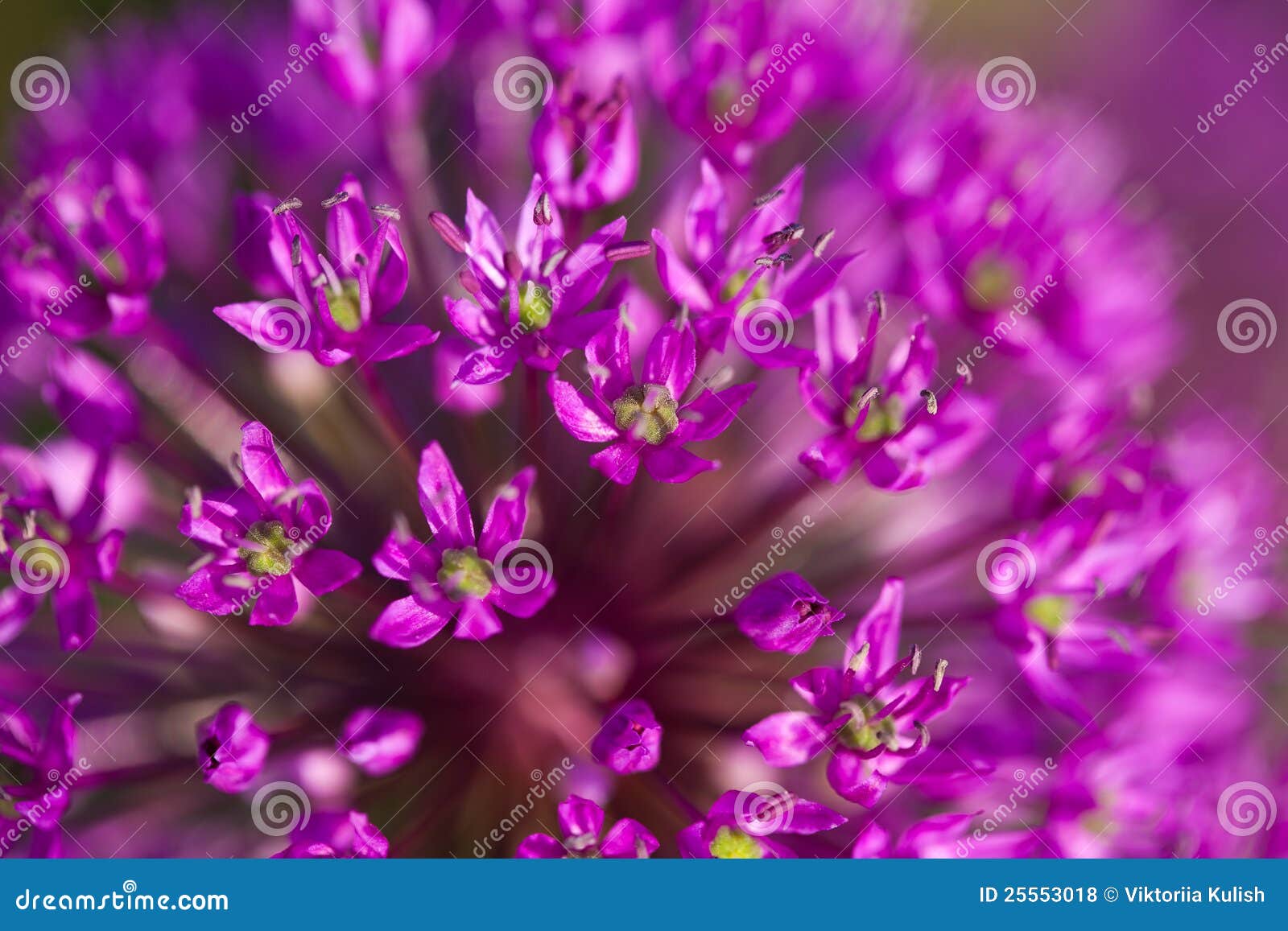 Abstract Violet Flowers on Field Stock Photo - Image of decoration ...