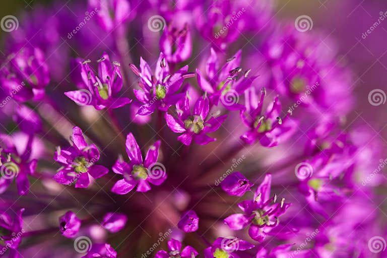 Abstract Violet Flowers on Field Stock Photo - Image of decoration ...
