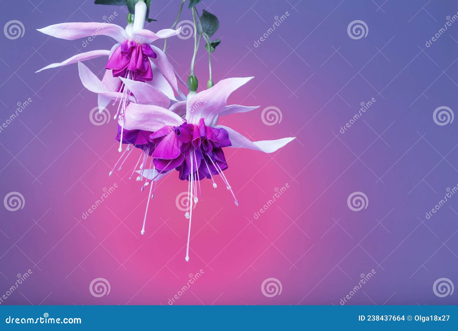 Abstract Background, Violet Flowers Toned in the Colors of the Year ...
