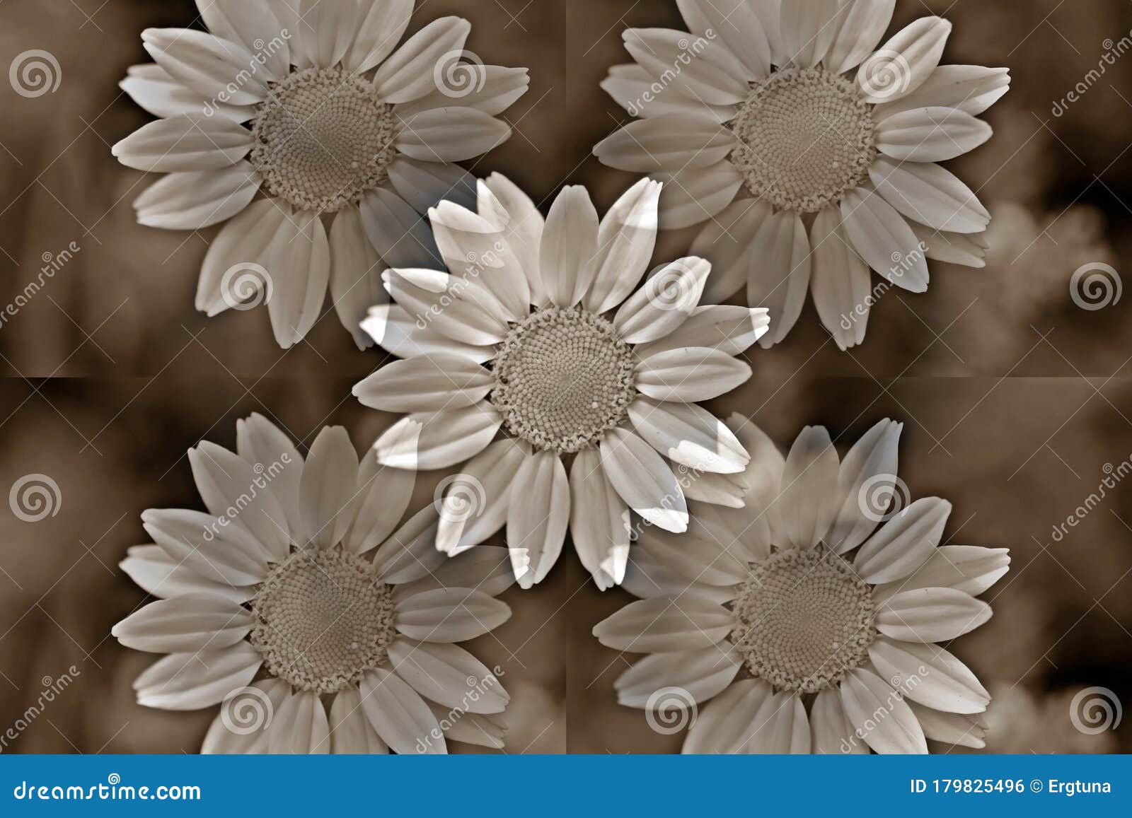 Abstract Wallpaper with Daisy Flowers Stock Photo - Image of white ...