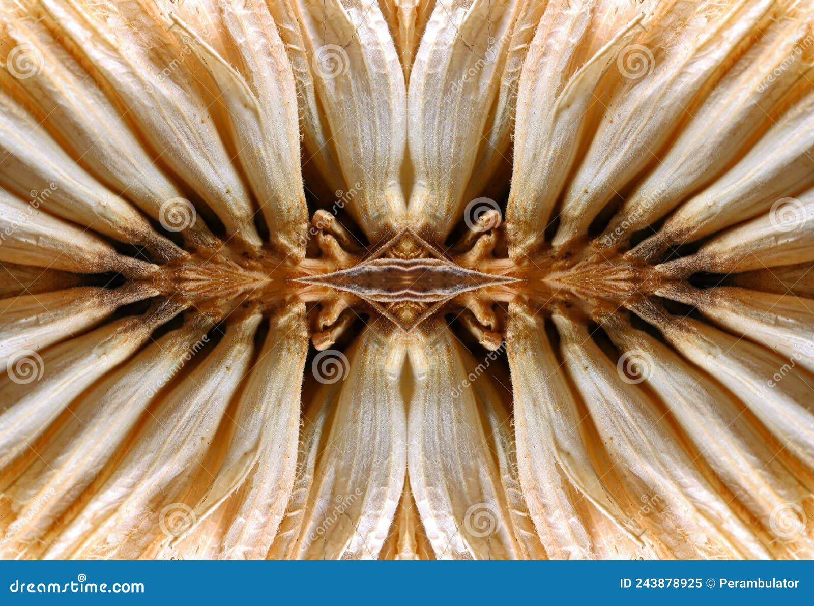 ABSTRACT WALLPAPER of REFLECTED SEED CAPSULES Stock Image - Image of ...