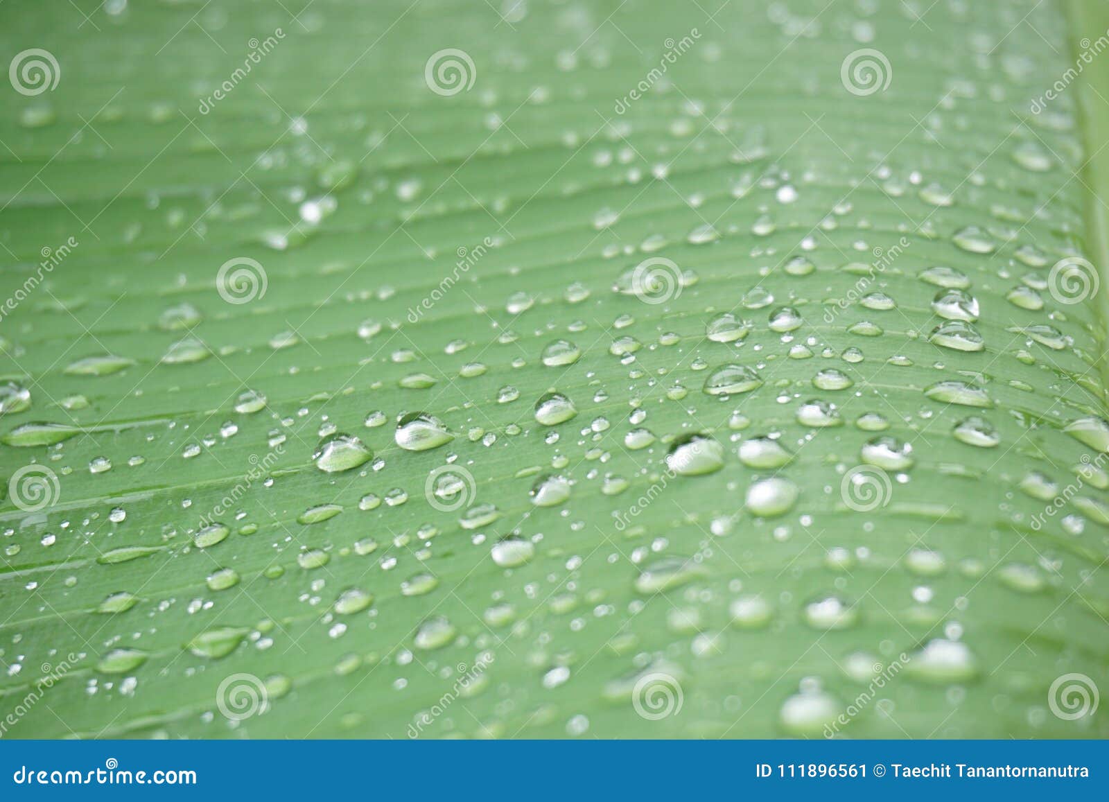 Water drop shape stock image. Image of raindrop, reflection - 111896561