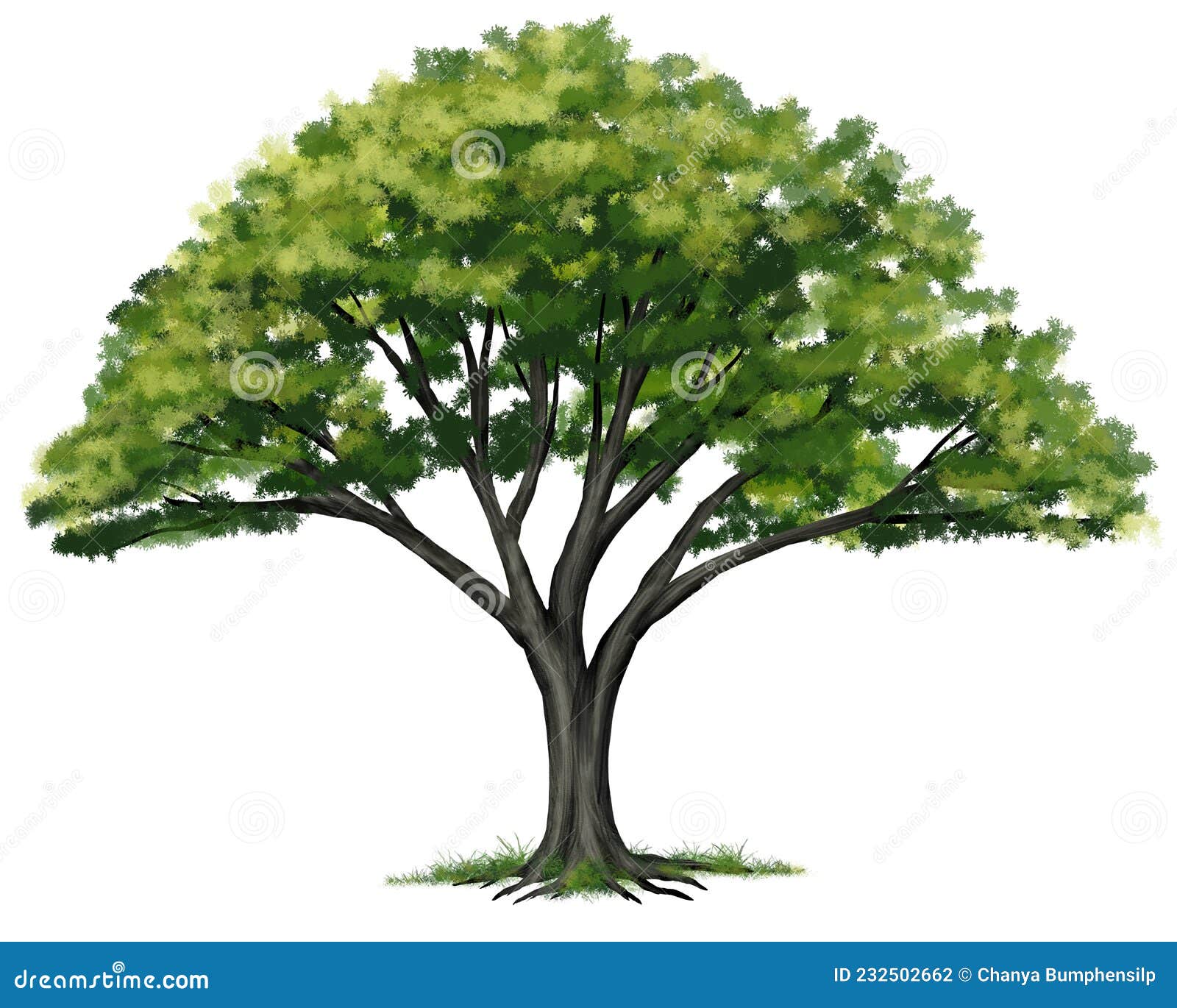 The Tree Side View Of Old Wood Texture Royalty-Free Stock Photo ...