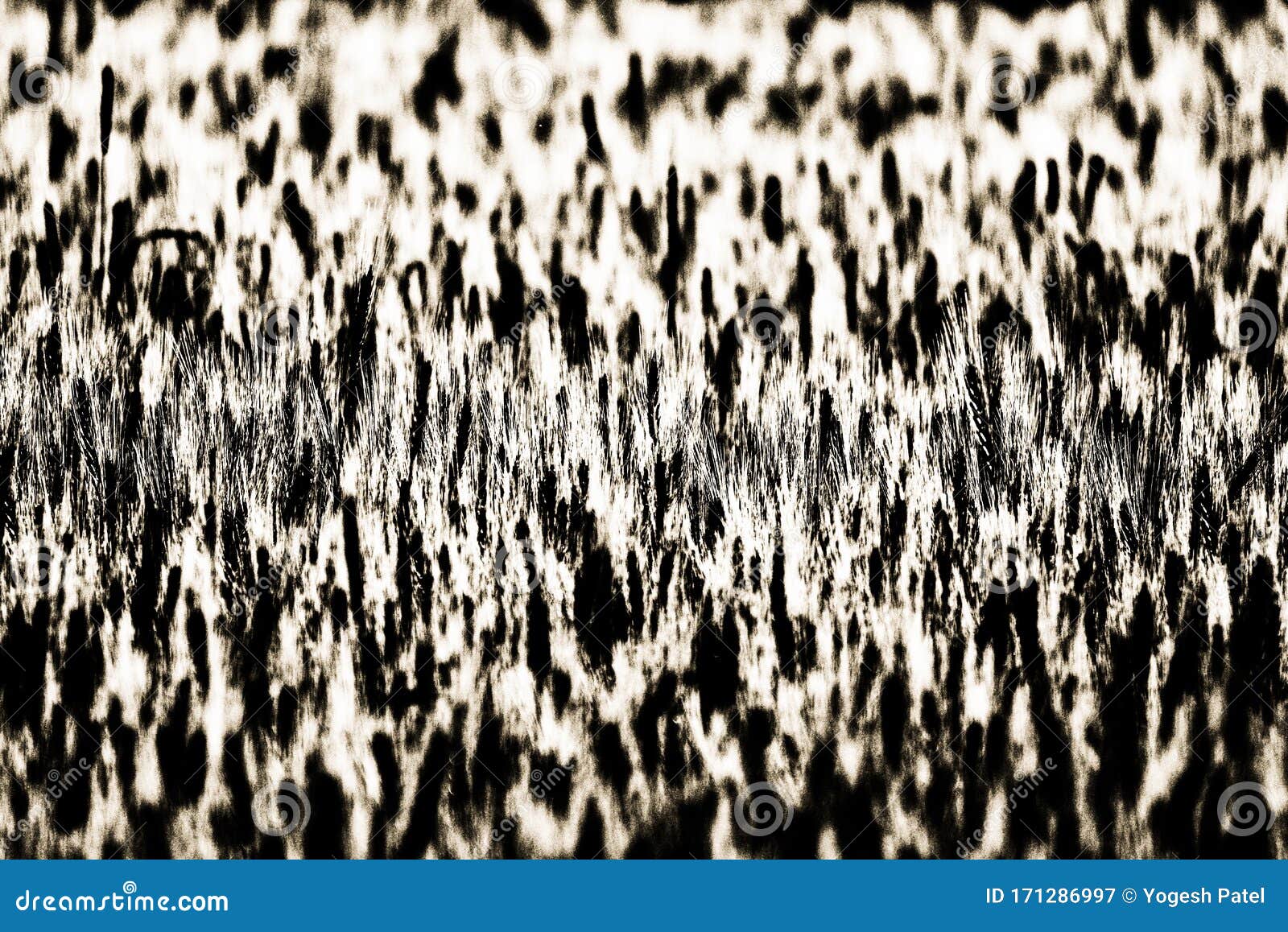 Abstract of wheat field stock image. Image of magazine - 171286997