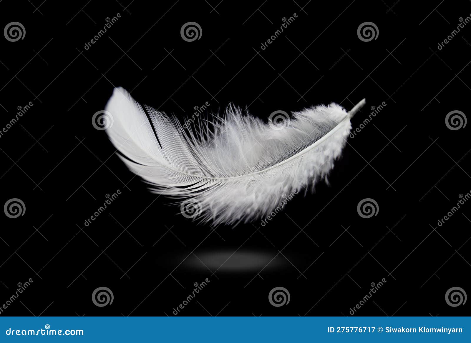 Abstract White Bird Feather Falling In The Dark. Floating Feather On ...