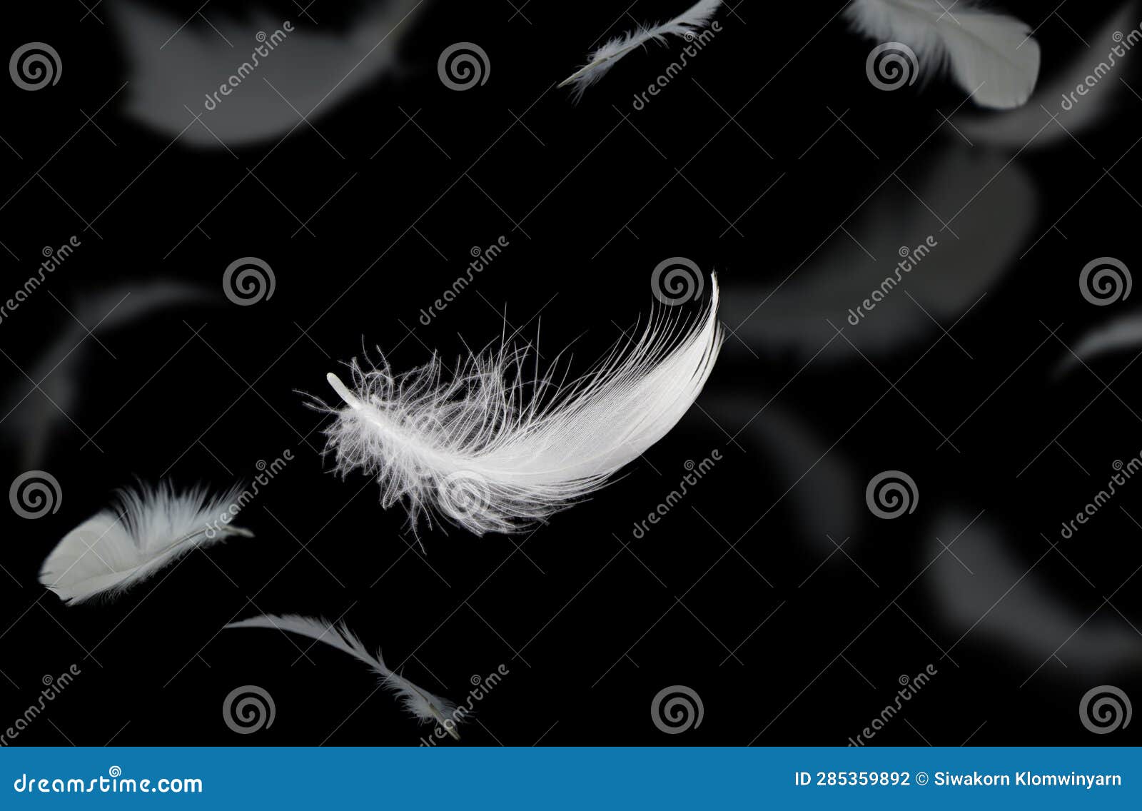 Abstract White Bird Feathers Falling In The Dark. Freedom, Floating ...