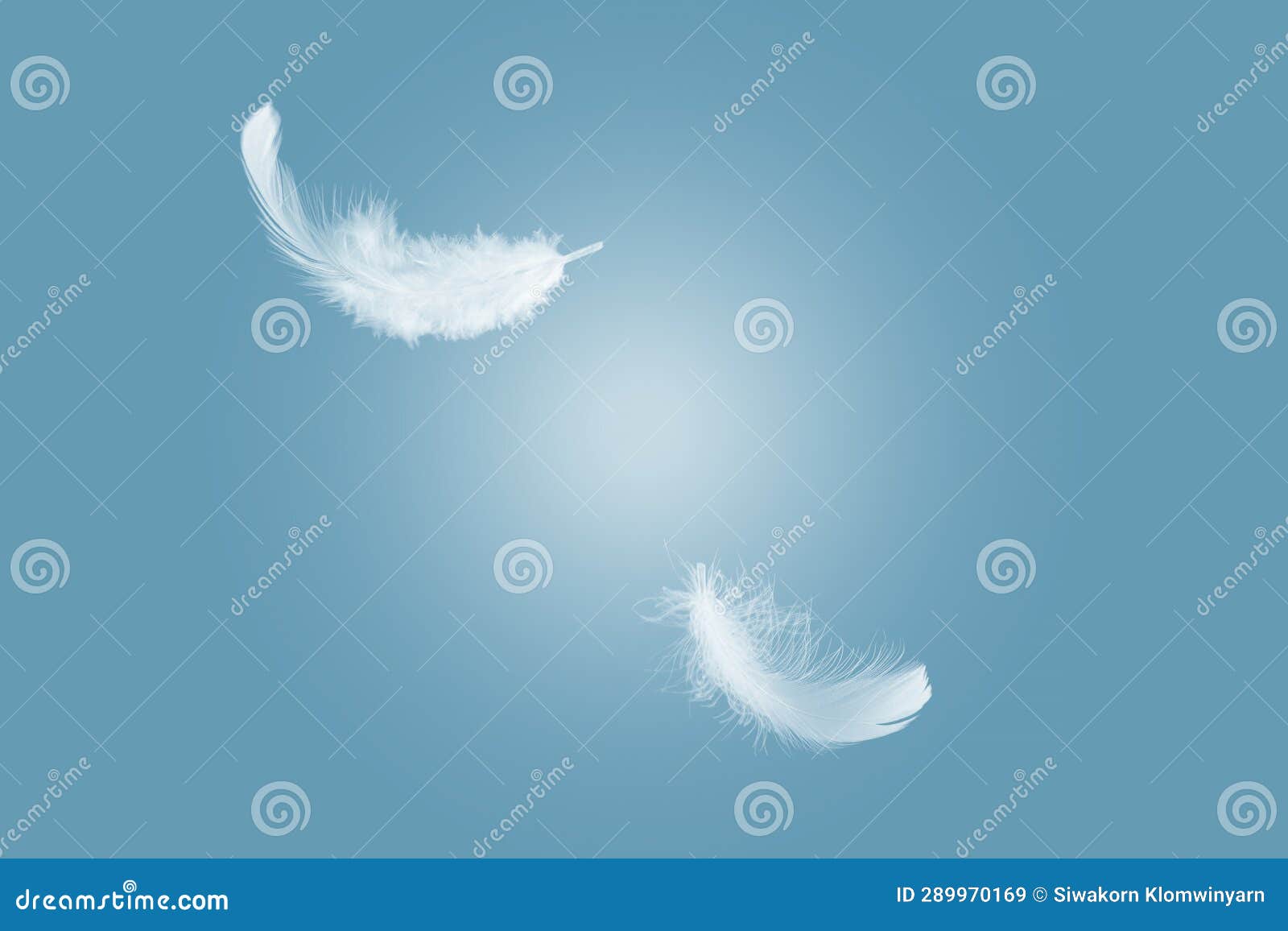 Abstract White Bird Feathers Floating in the Air. Freedom, Feather ...