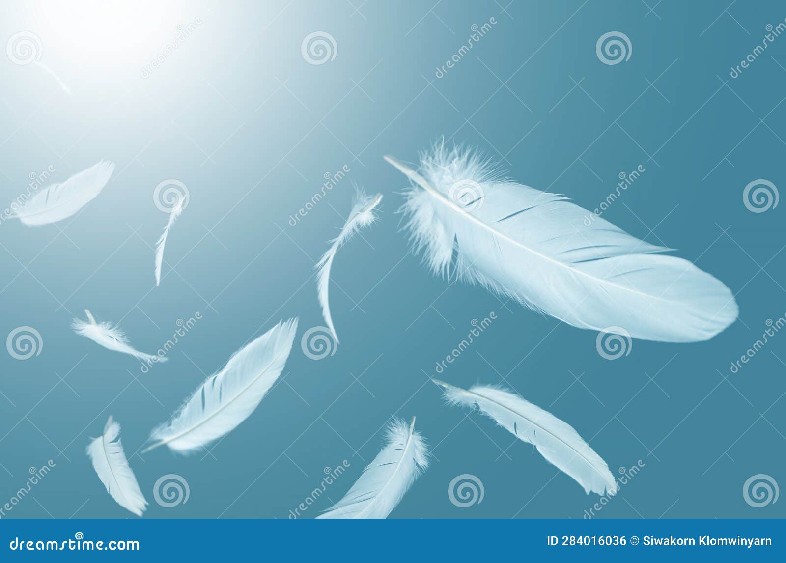 Abstract White Bird Feathers Flying the Sky. Feathers Floating in ...