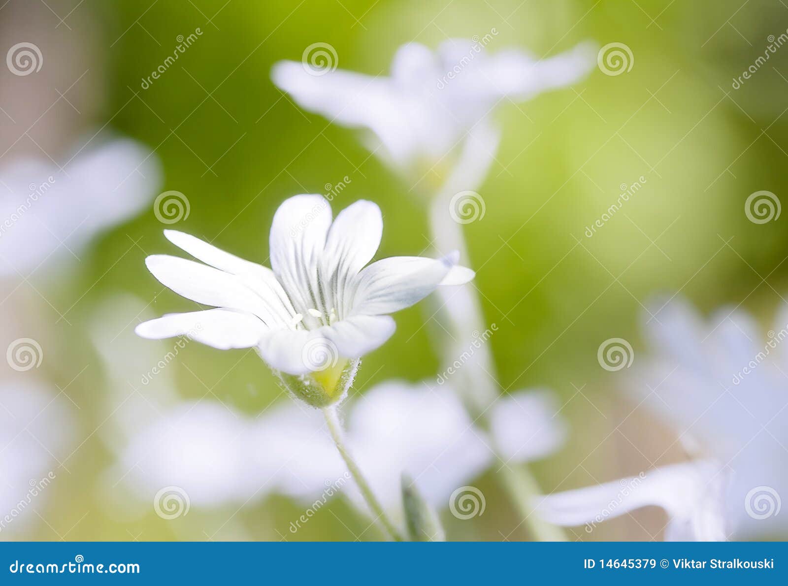 Abstract white flowers stock image. Image of fresh, grow - 14645379