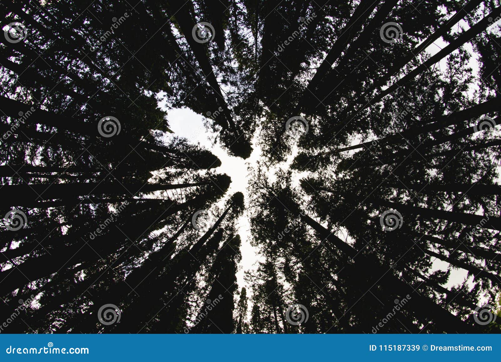 Looking Up at Treetops, Dark Wide Angle Stock Image - Image of tree ...