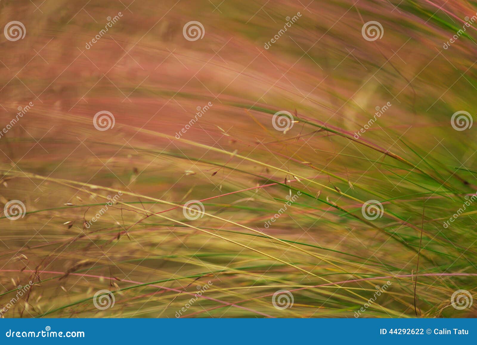 Abstract Wild Grass Pattern Stock Photo - Image of hiking, alps: 44292622