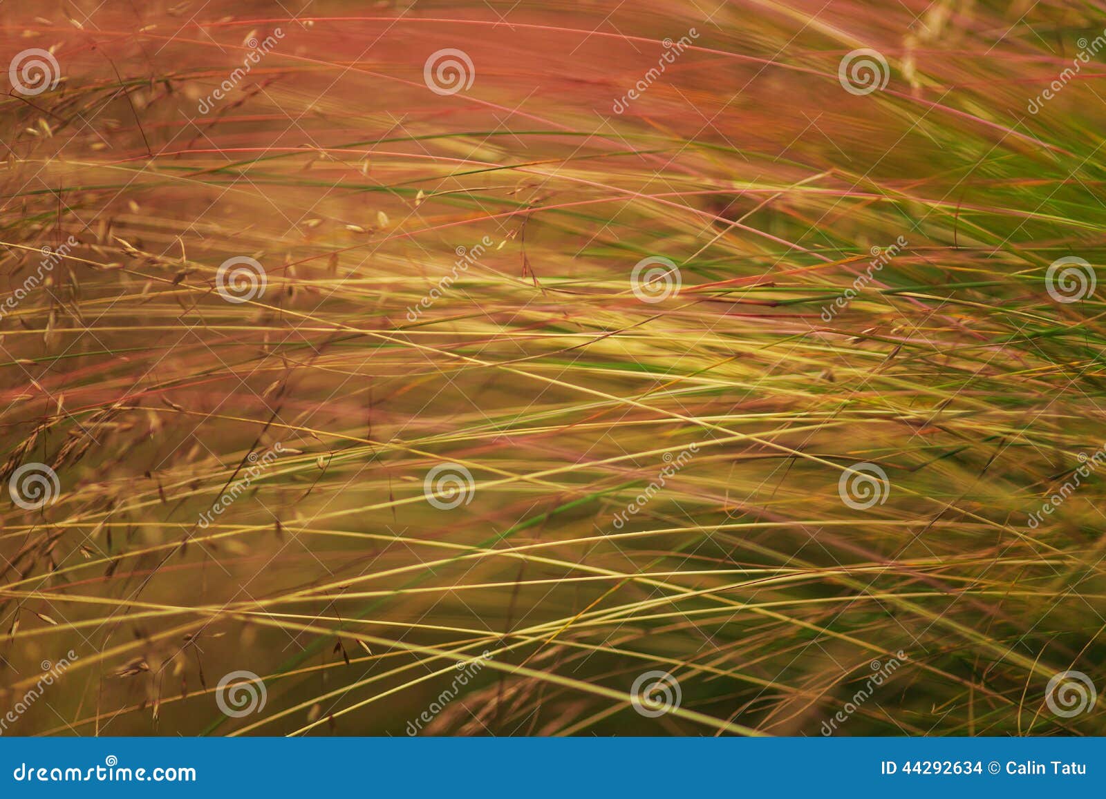 Abstract Wild Grass Pattern Stock Photo - Image of ecology, meadow ...