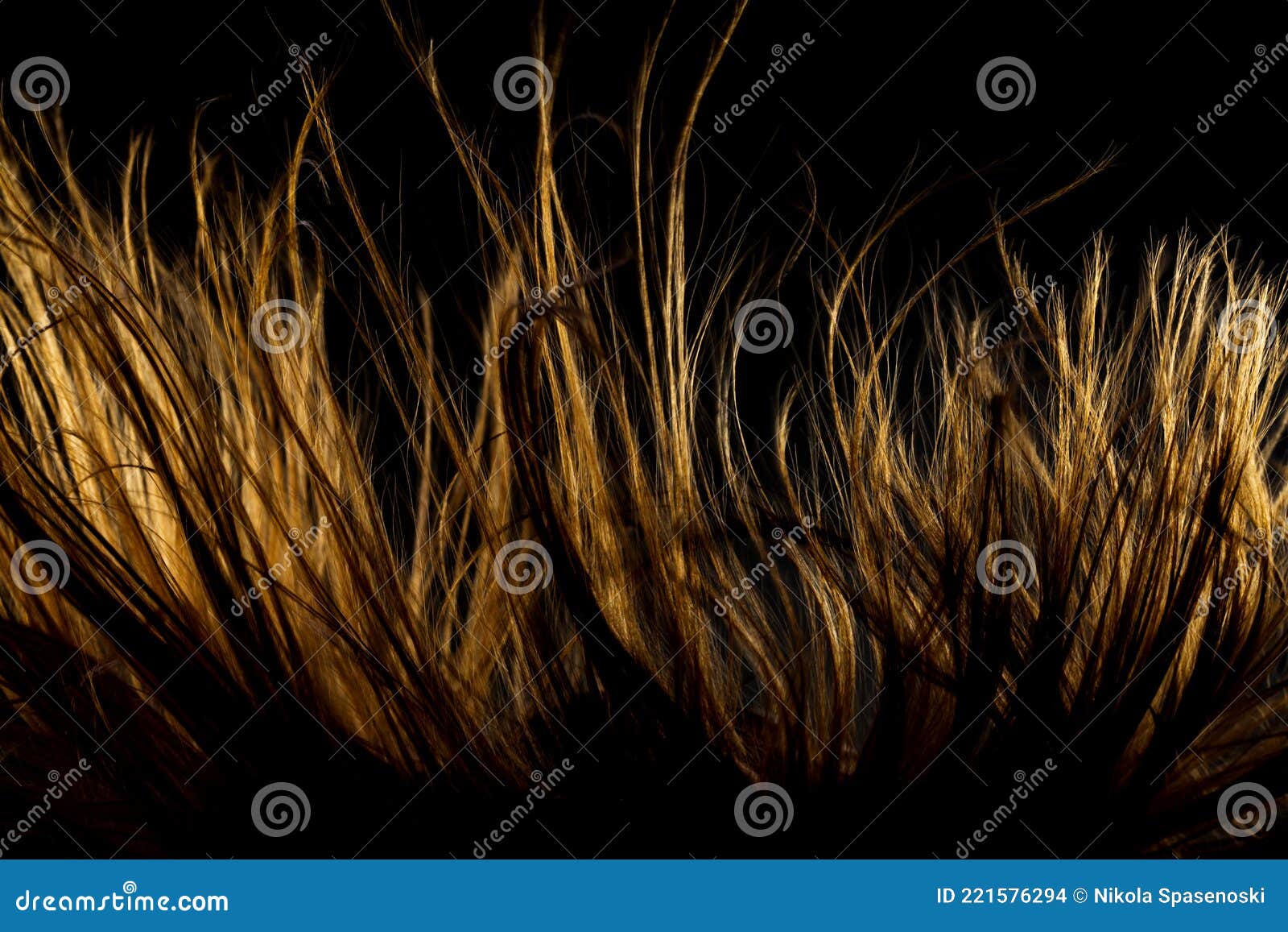 Abstract Windy Hair Texture. Backlit Silhouette on Dark Background ...