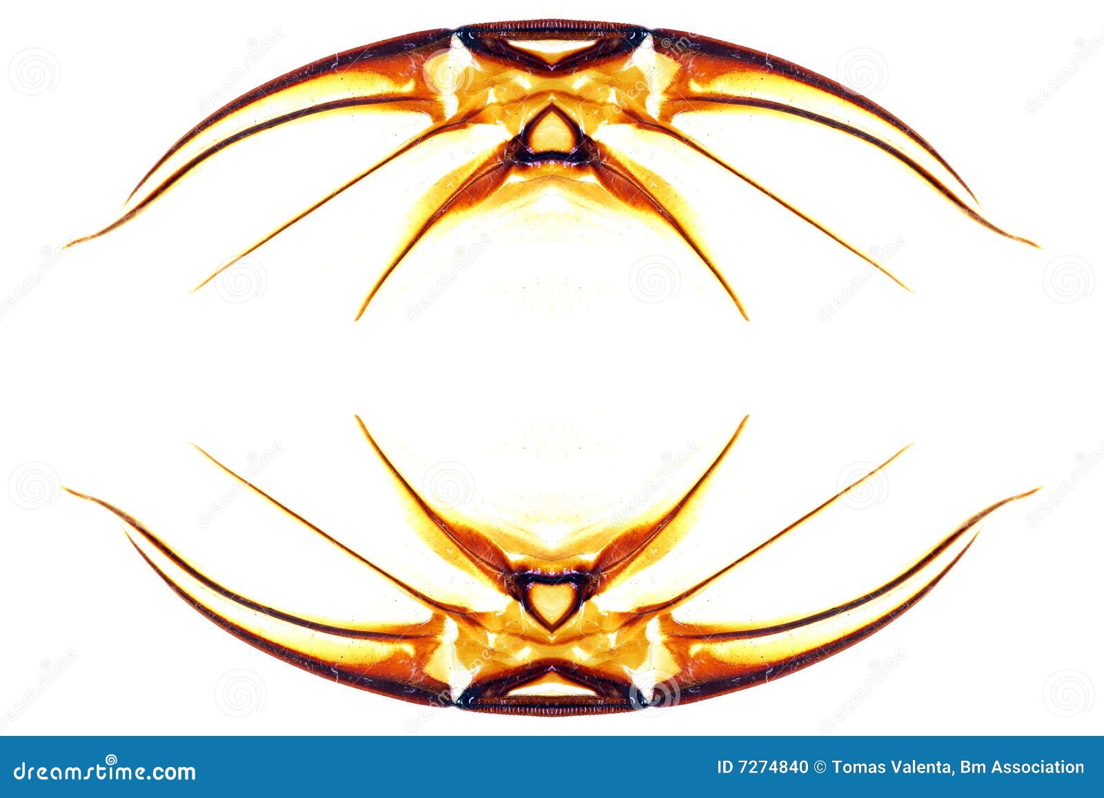 Abstract wings of insect stock illustration. Illustration of artistic ...