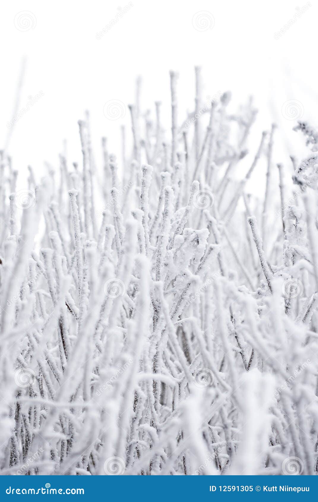 Abstract winter stock image. Image of pure, peaceful - 12591305