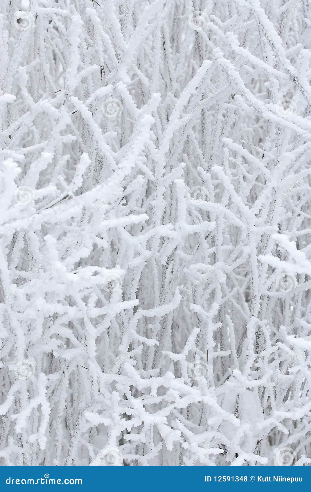 Abstract winter stock photo. Image of estonia, abstract - 12591348