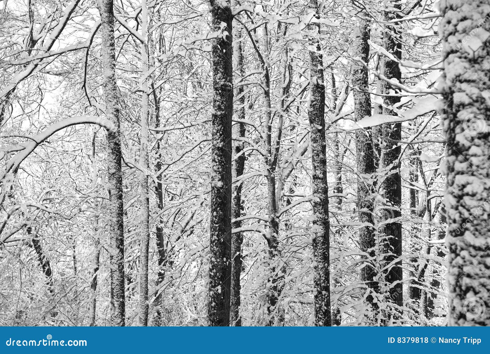 Abstract Winter Trees stock photo. Image of white, black - 8379818