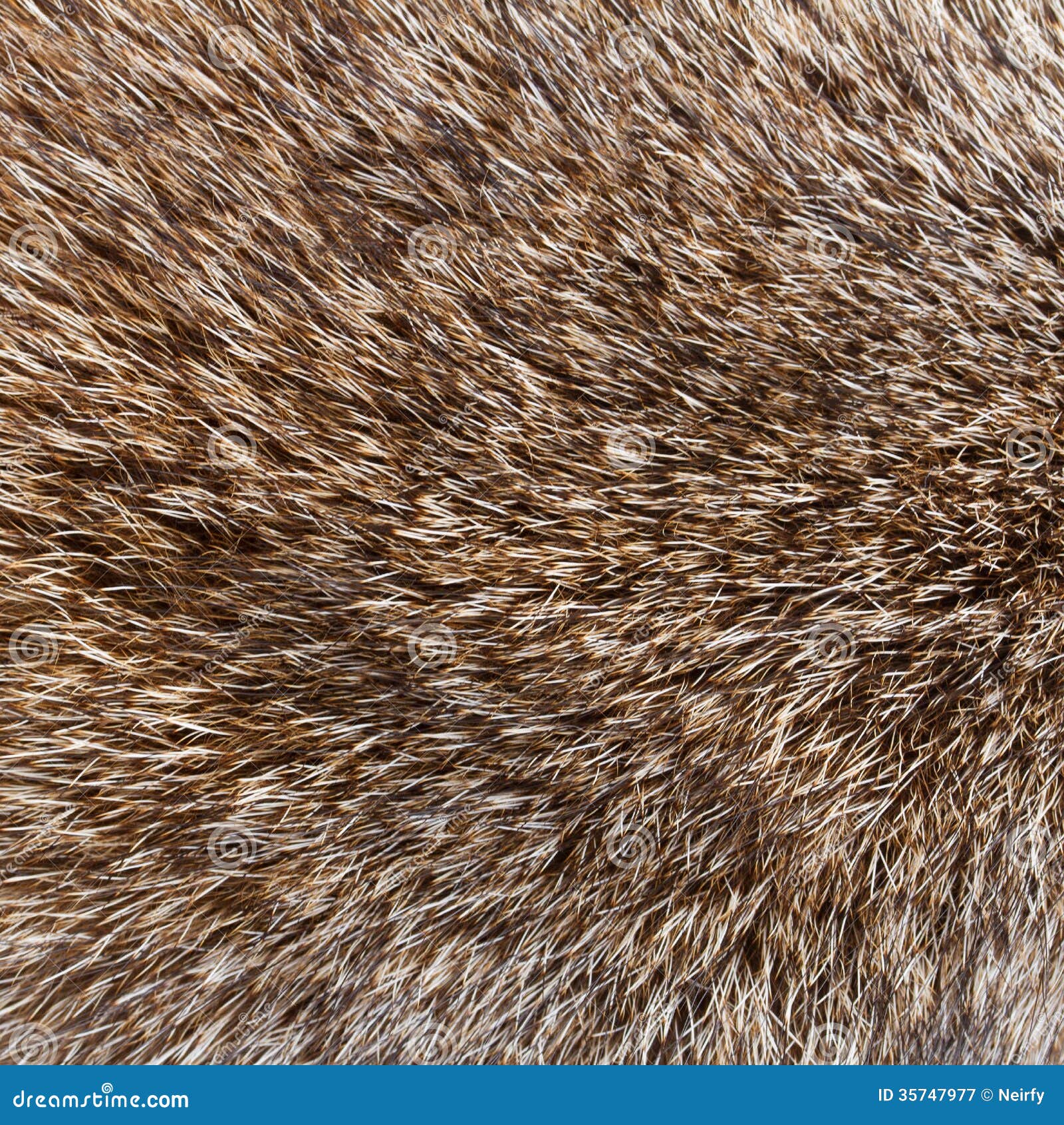 Abstract Wolf Fur Background Stock Image - Image of fashion, abstract ...